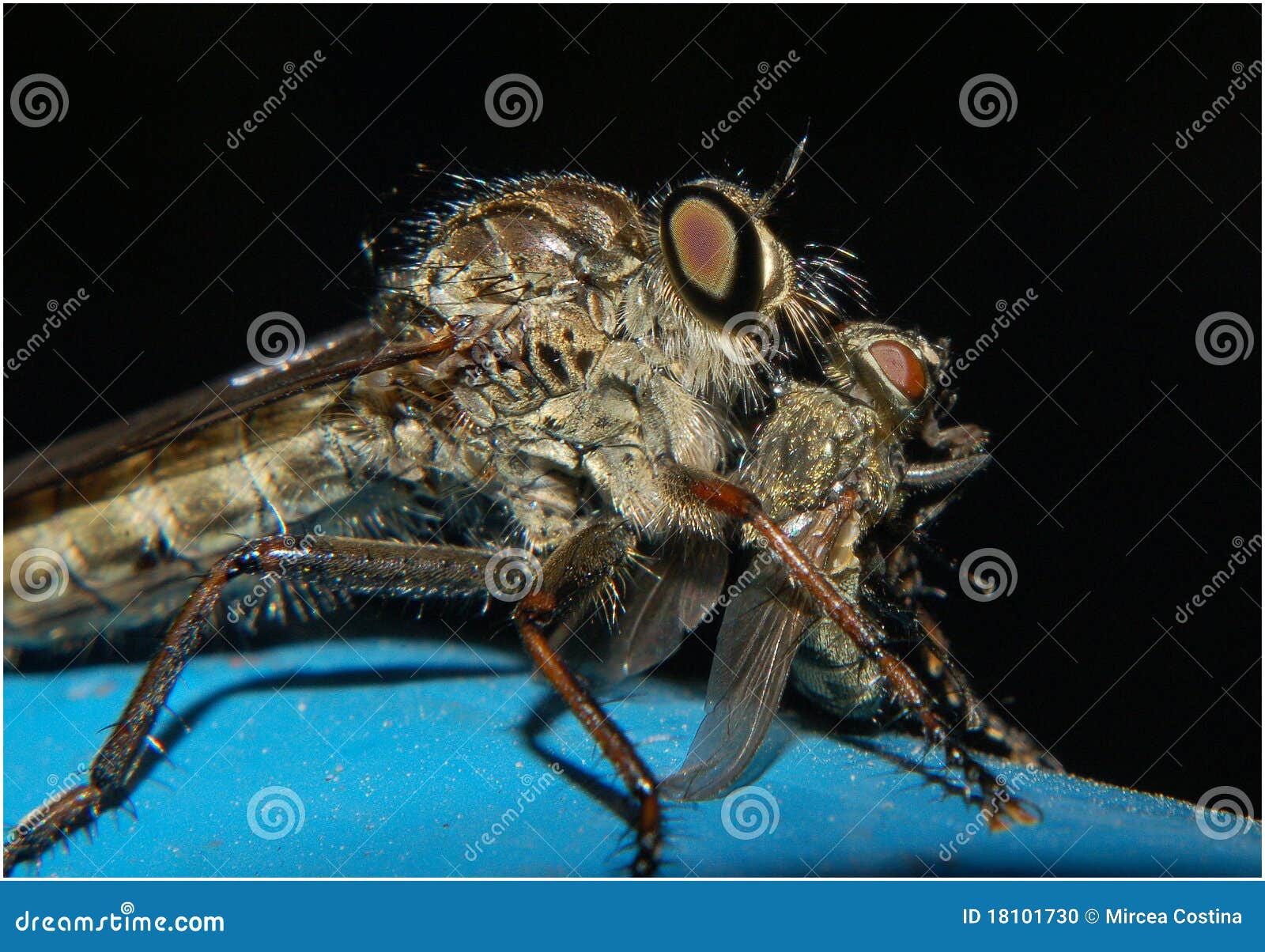 Robber fly with prey stock photo. Image of macro, flies - 18101730