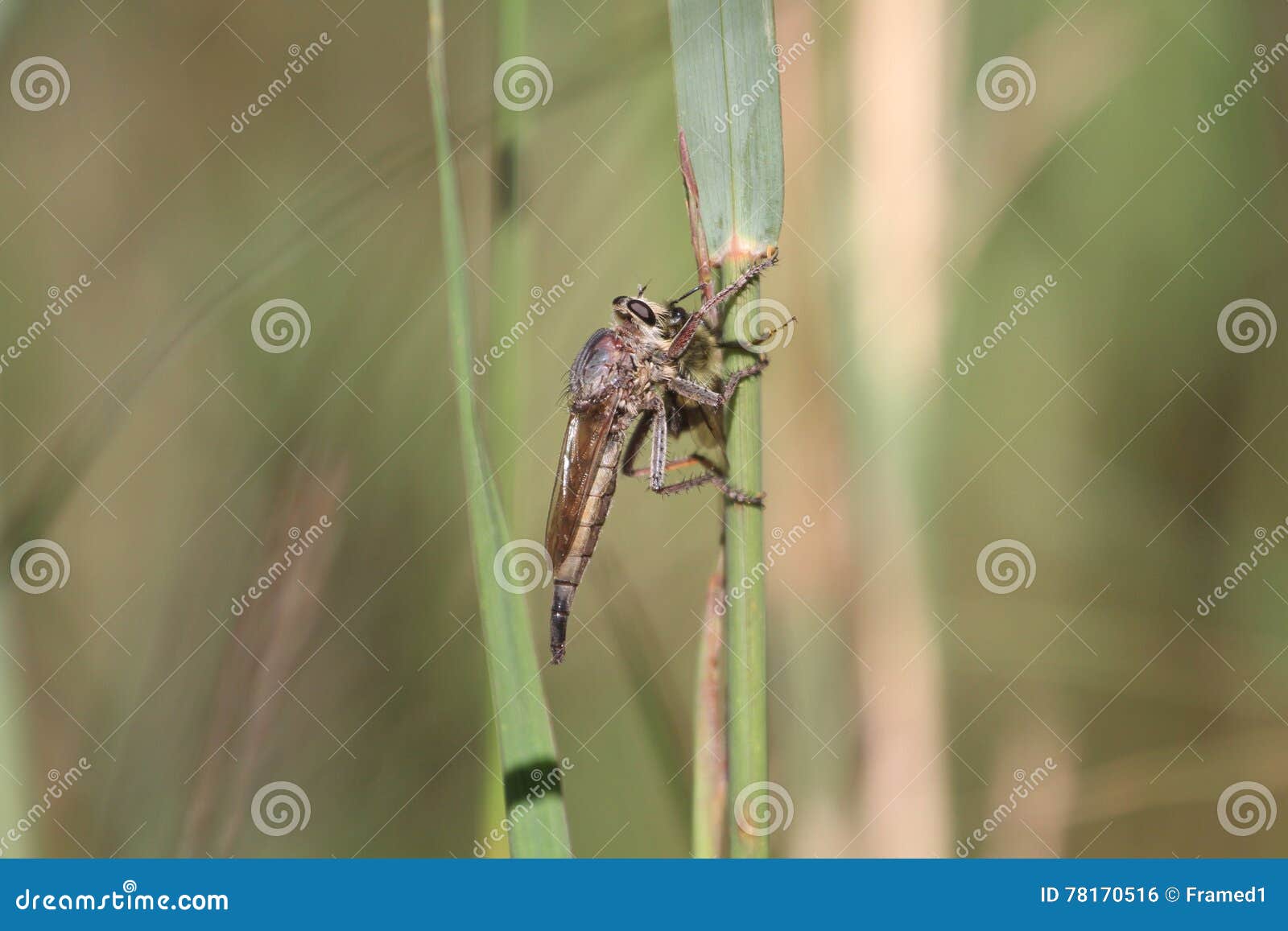Robber Fly stock photo. Image of wildlife, black, wing - 78170516