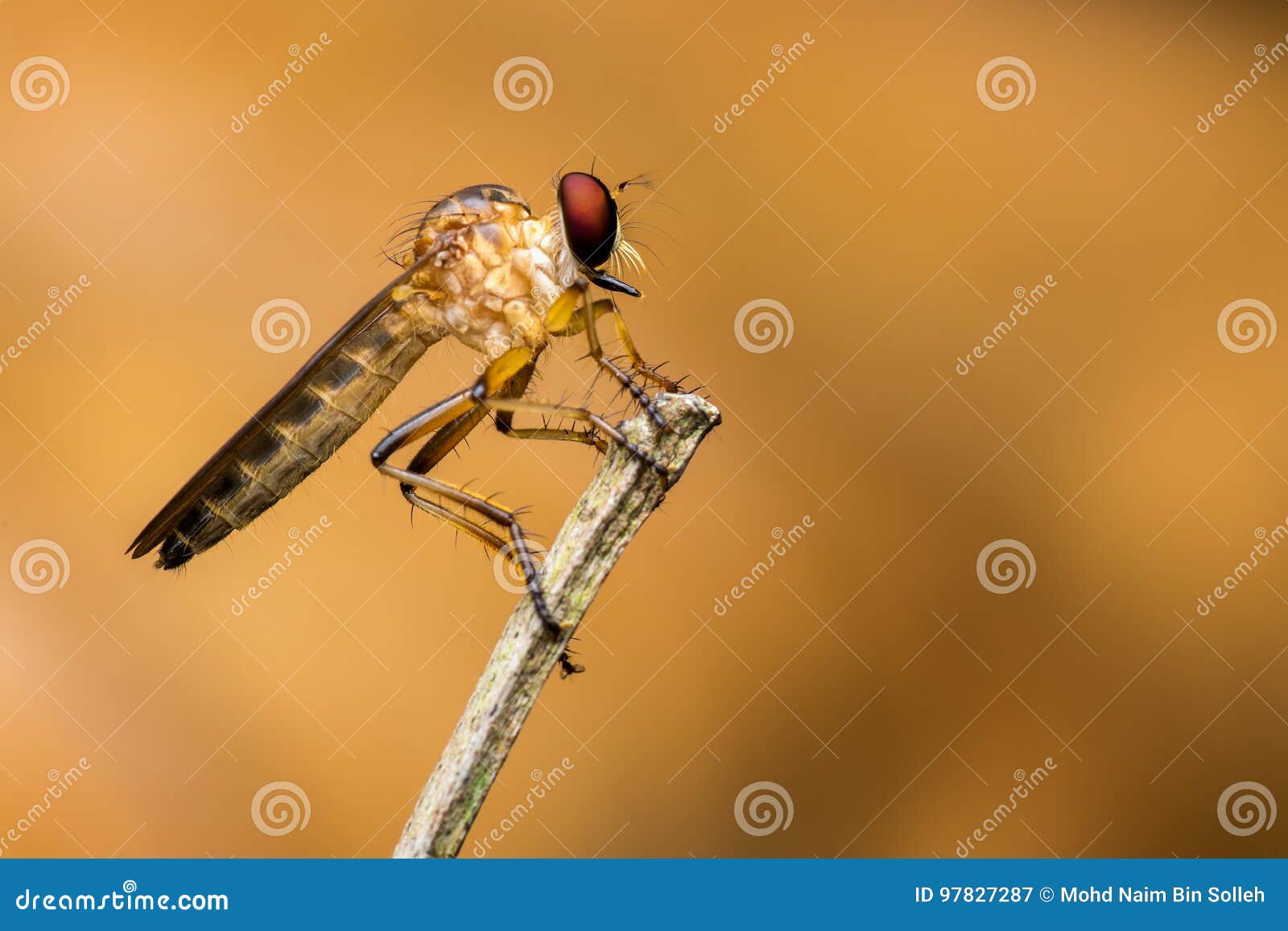 A Robber Fly Resting on a Dry Branch in the Morning Stock Image - Image ...