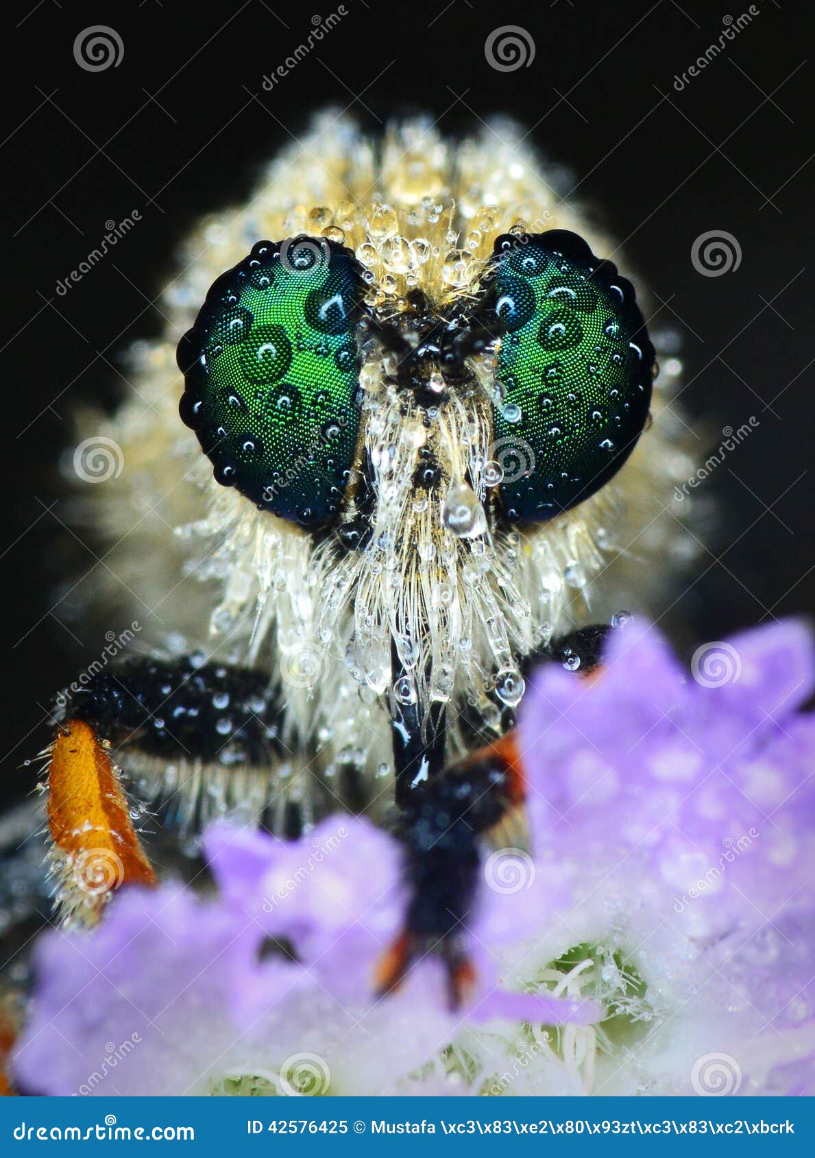 Robber fly stock image. Image of macro, food, ecology - 42576425