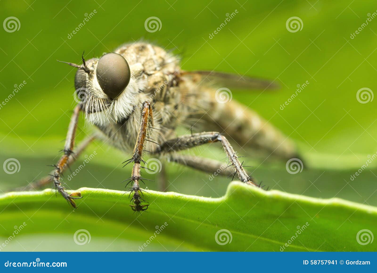 Robber Fly stock image. Image of bright, robberfly, green - 58757941