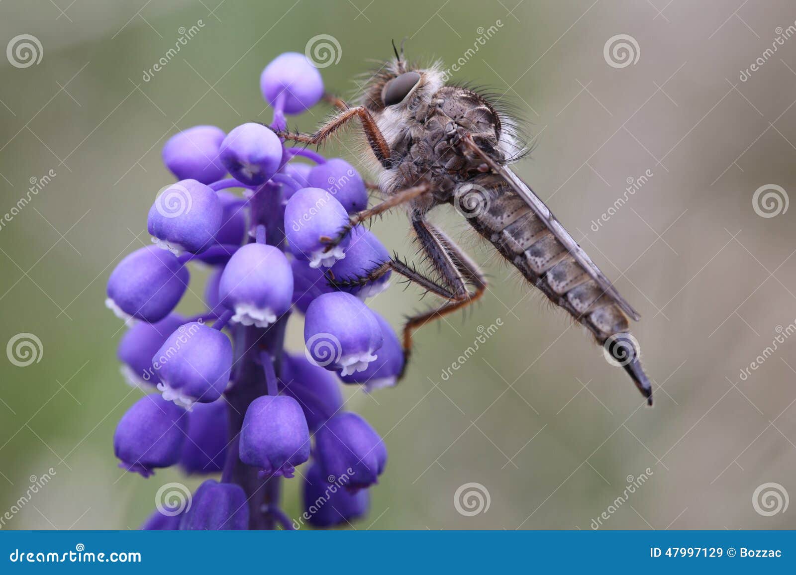 Robber fly stock image. Image of wildlife, grape, strange - 47997129