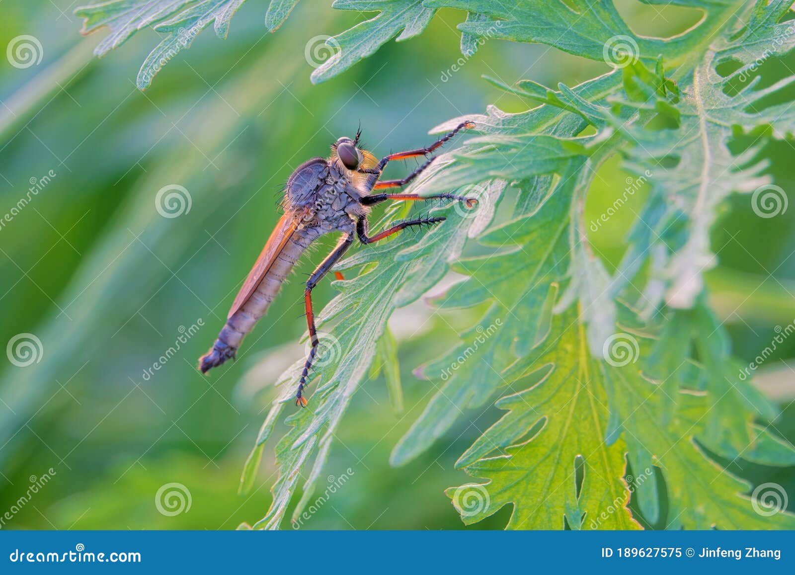Robber fly stock image. Image of close, insect, animals - 189627575
