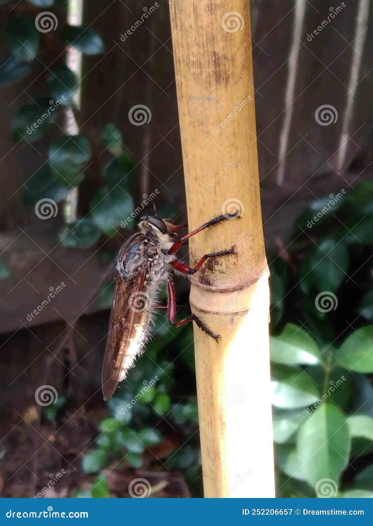 Robber Fly on a Stick stock image. Image of backyard - 252206657