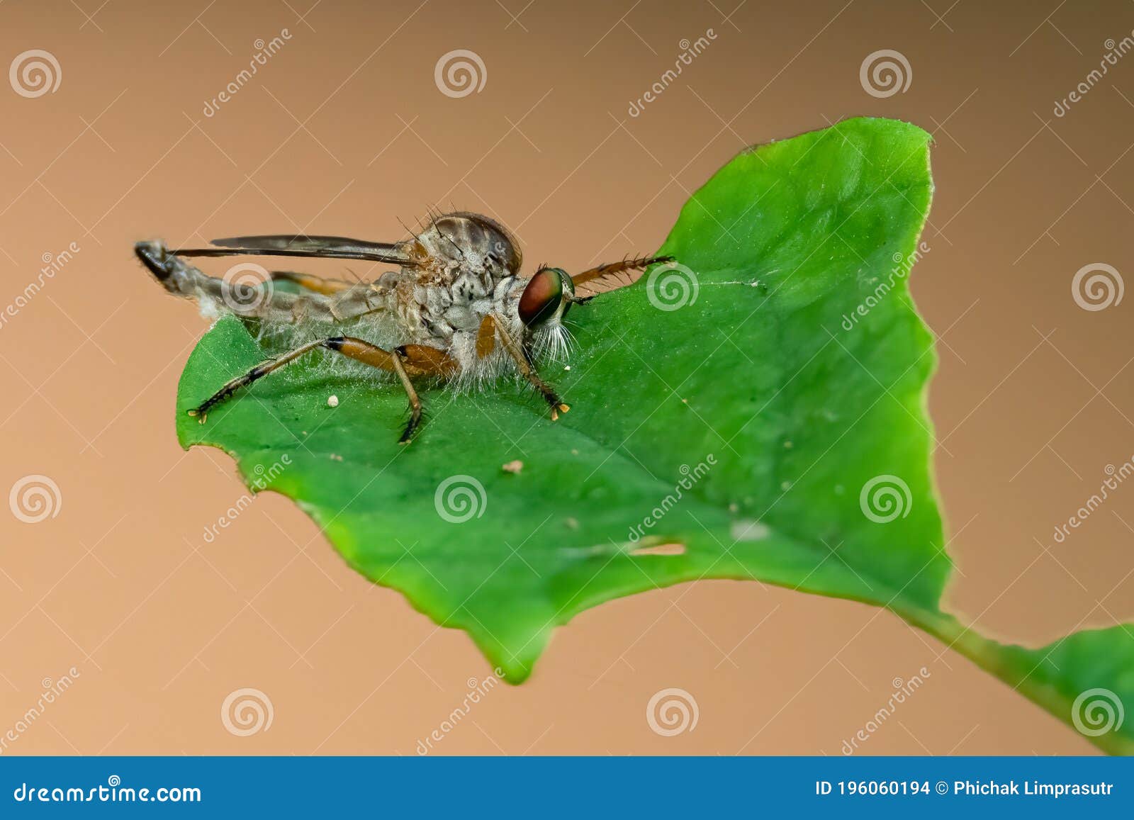 Robber Fly is Trapped in Spider Web Stock Photo - Image of predatory ...