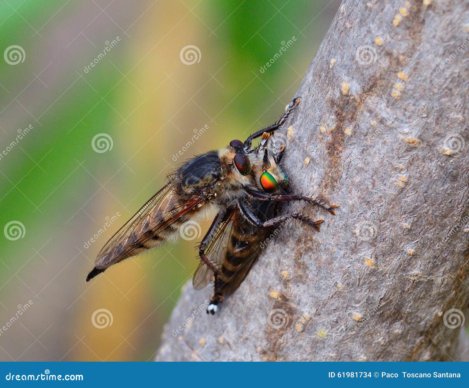 Robber Fly Trapping Other Robber Fly Stock Photo - Image of behavior ...