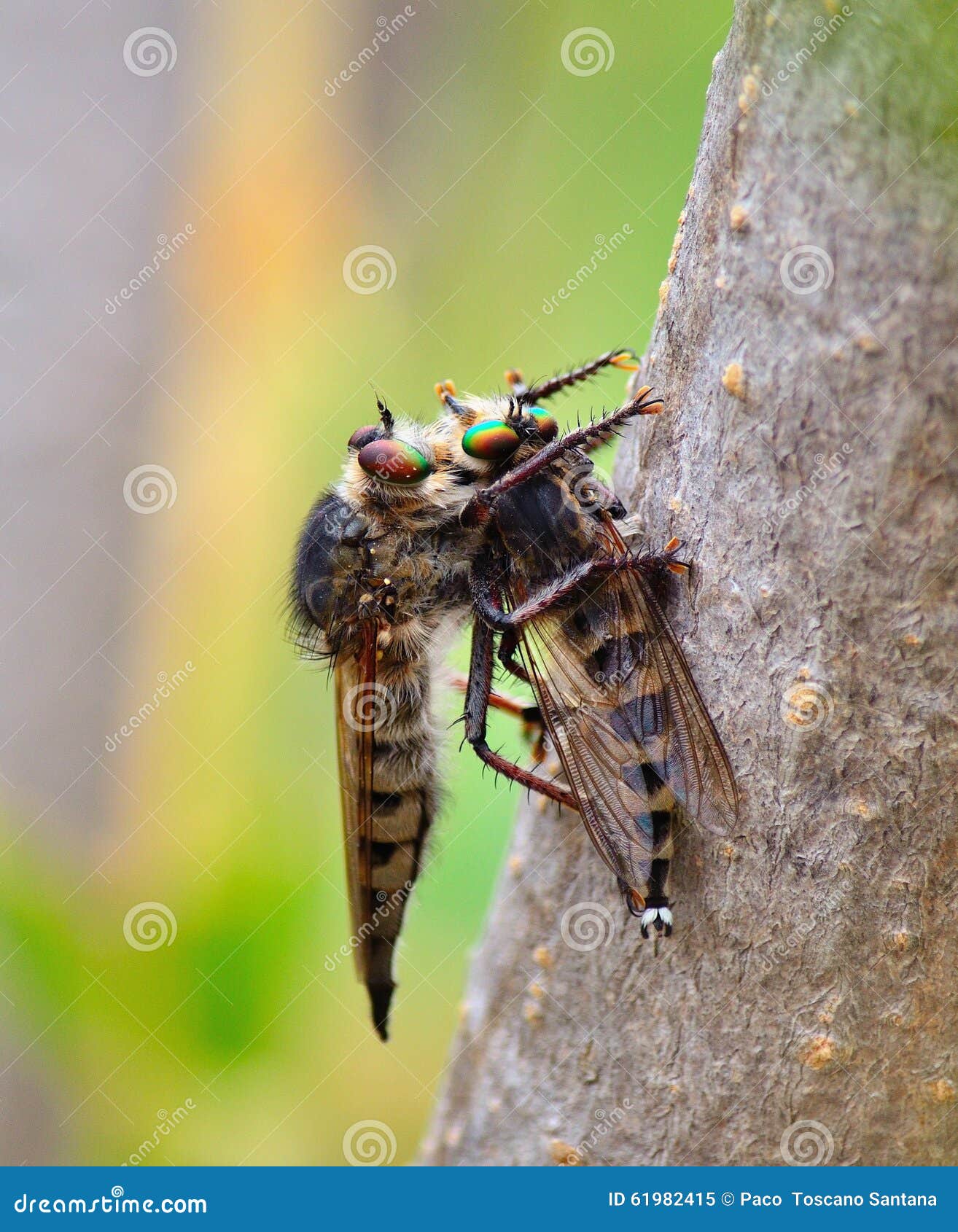 Robber Fly Trapping Other Robber Fly Stock Image - Image of instinct ...