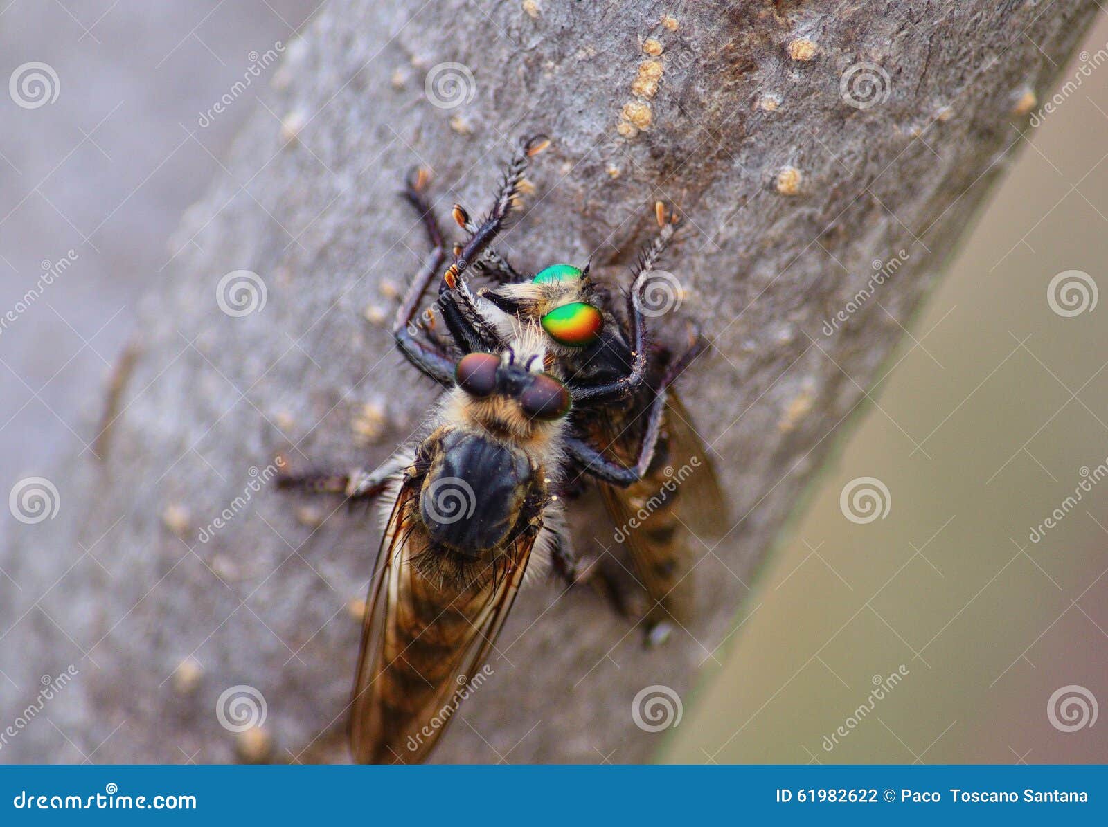 Robber Fly Trapping Other Robber Fly Stock Photo - Image of behavior ...
