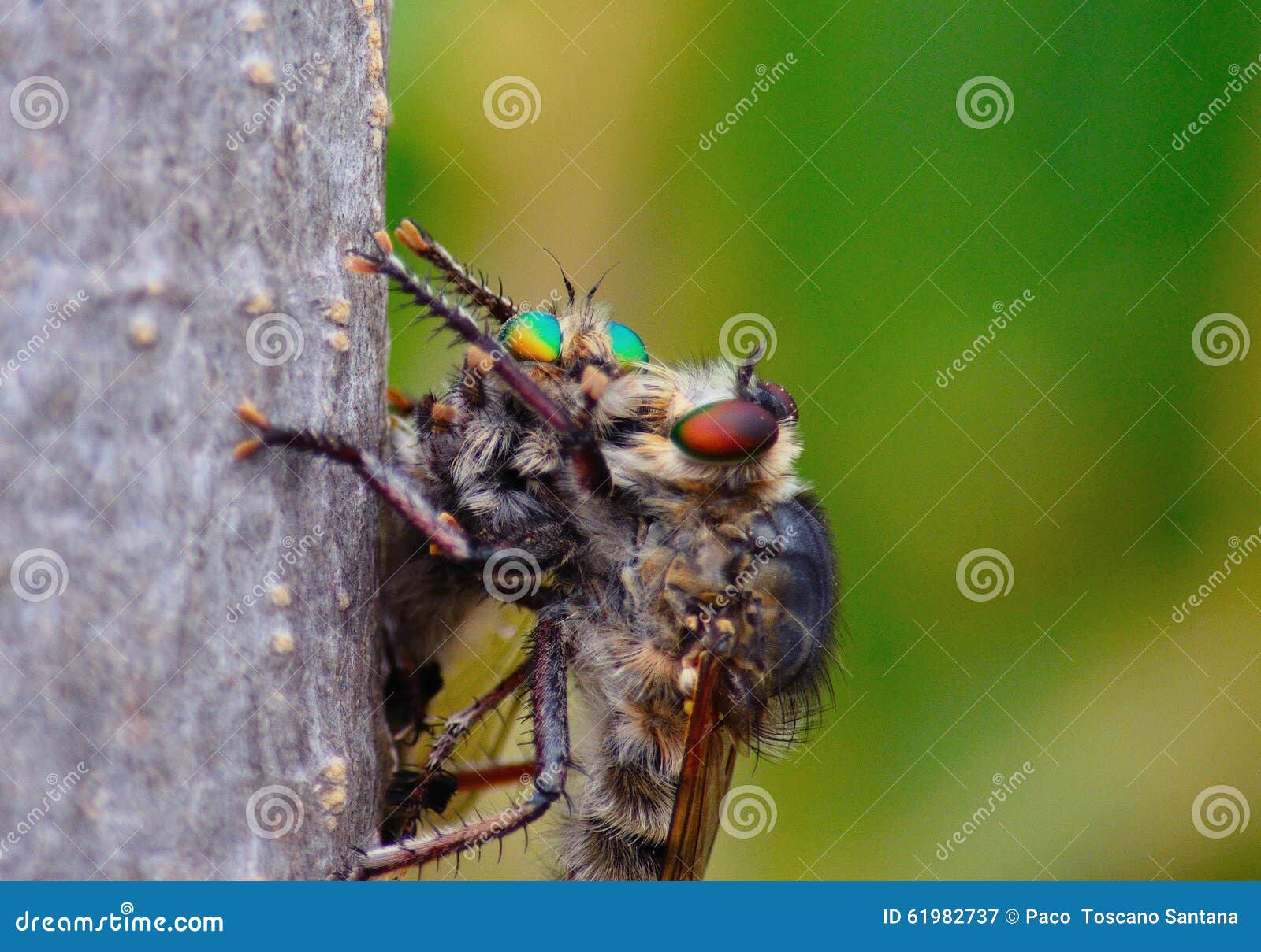 Robber Fly Trapping Other Robber Fly Stock Image - Image of albibarbis ...