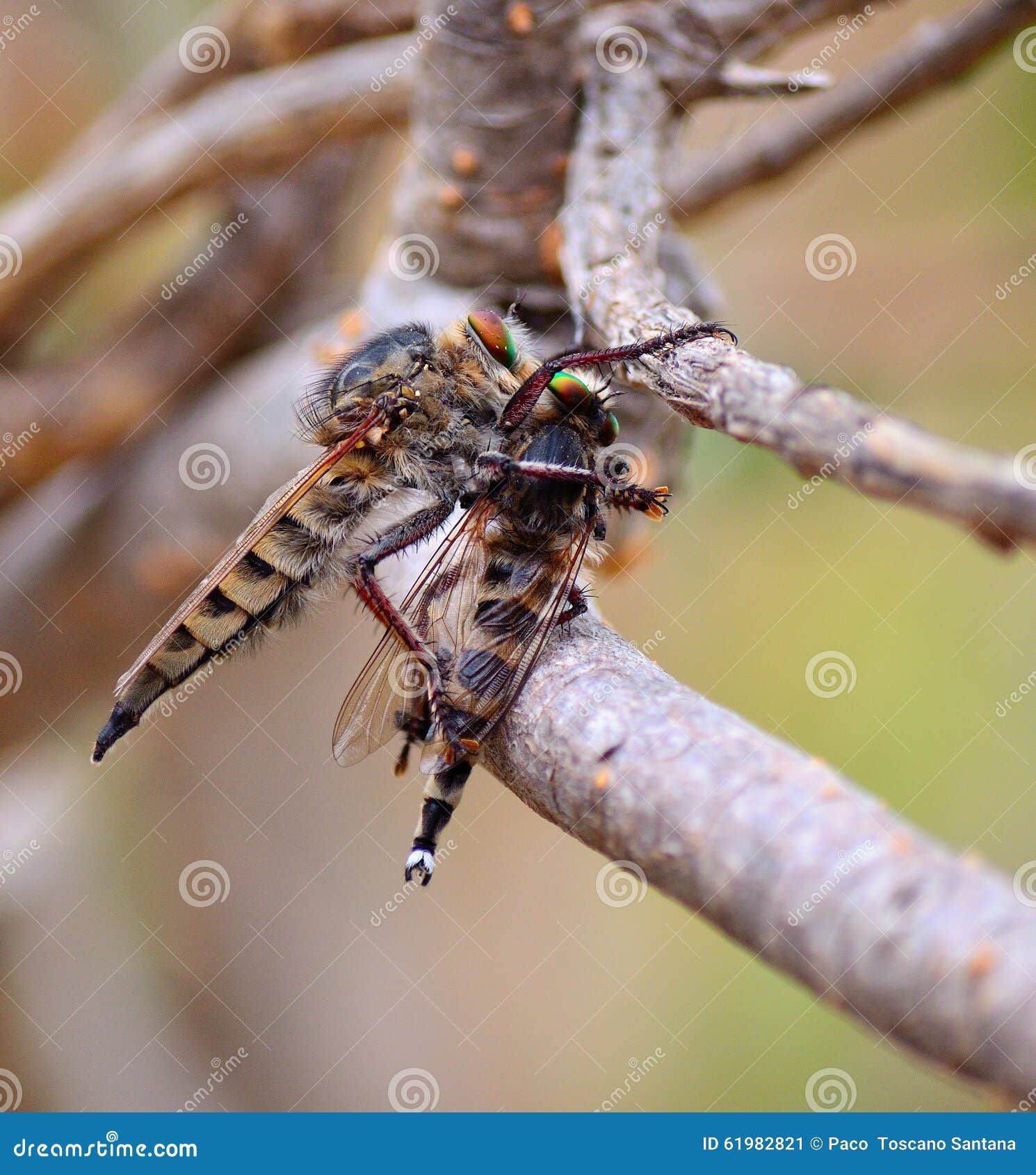 Robber Fly Trapping Other Robber Fly Stock Image - Image of animals ...