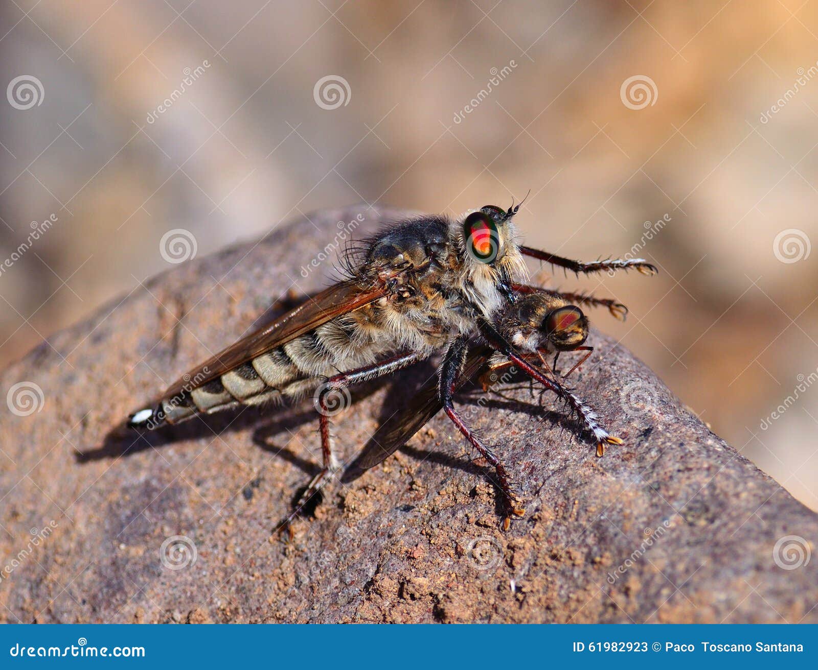 Robber Fly Trapping a Small Insect Stock Image - Image of capture ...