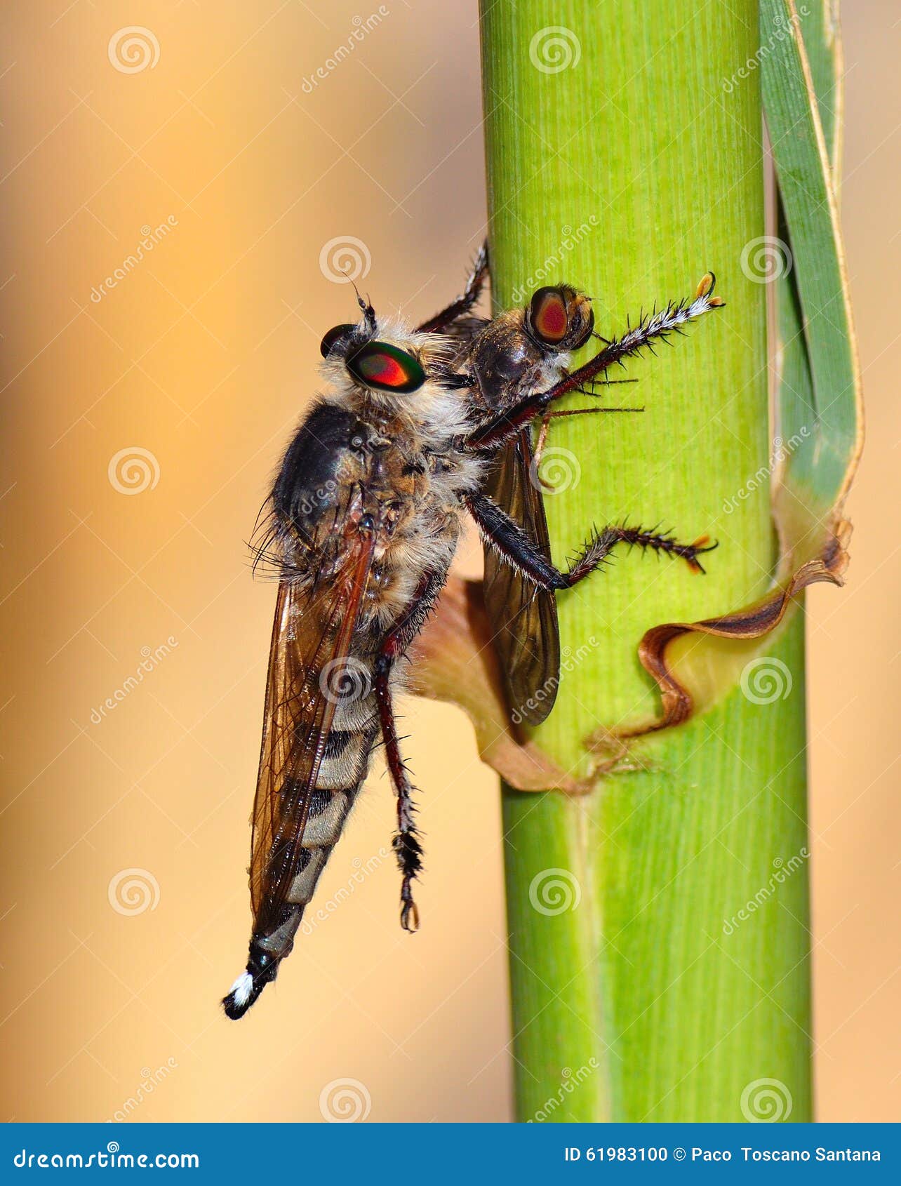 Robber Fly Trapping a Small Insect Stock Photo - Image of habits ...