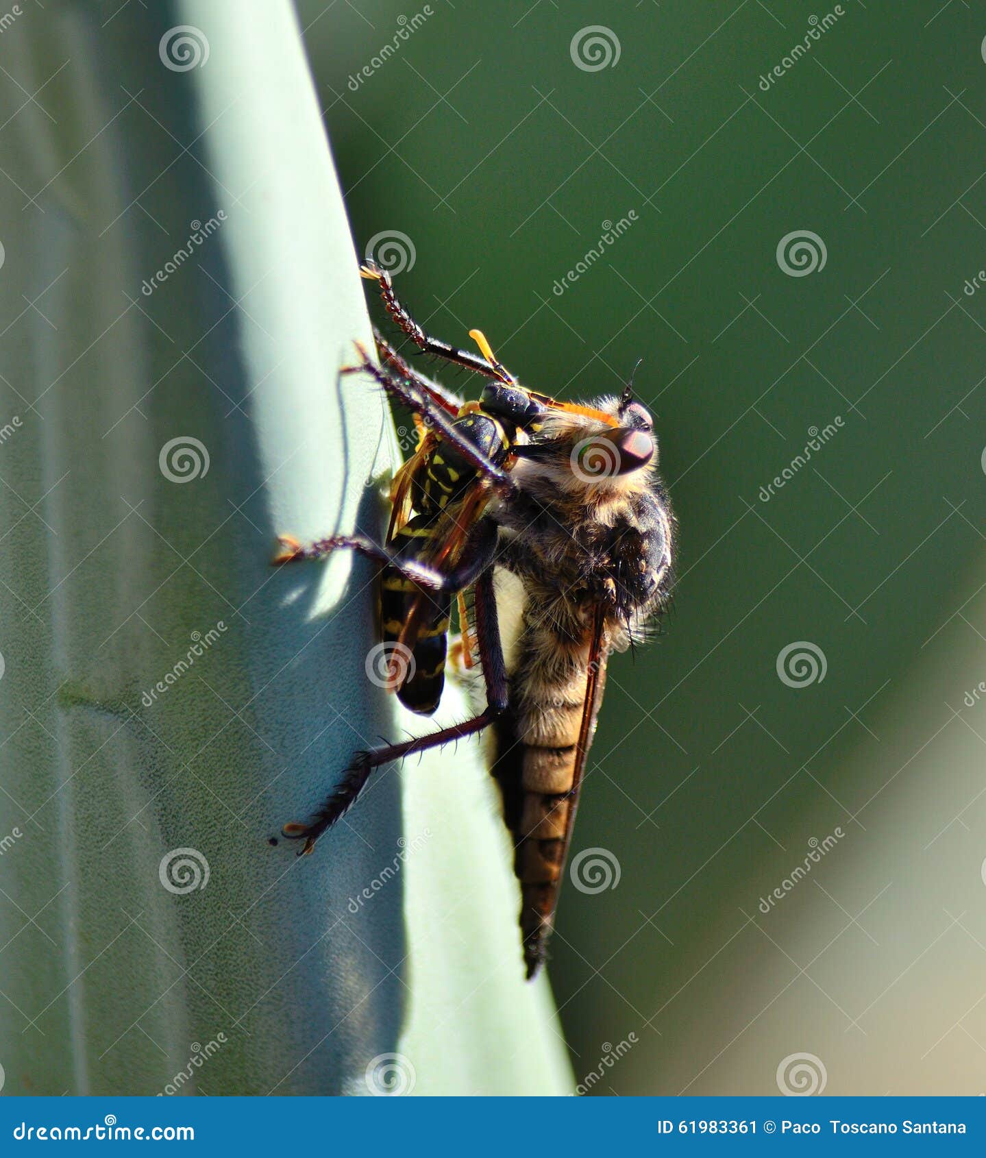 Robber Fly Trapping a Small Wasp Stock Image - Image of instinct ...