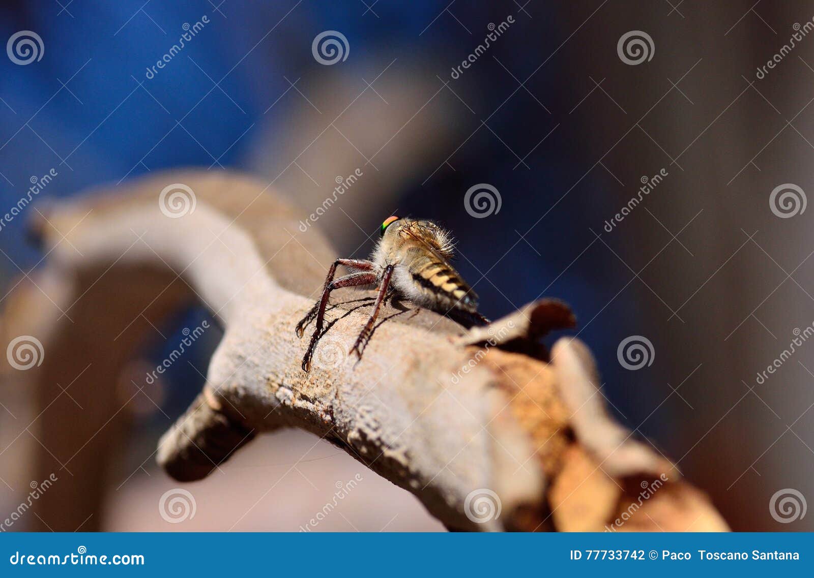 Robber fly on tree branch stock photo. Image of kingdom - 77733742