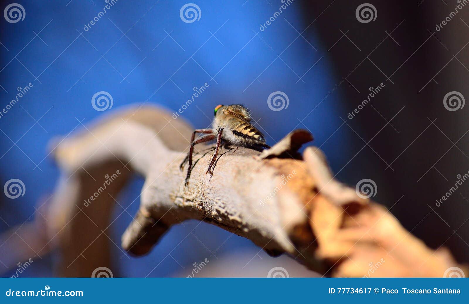 Robber fly on tree branch stock image. Image of species - 77734617