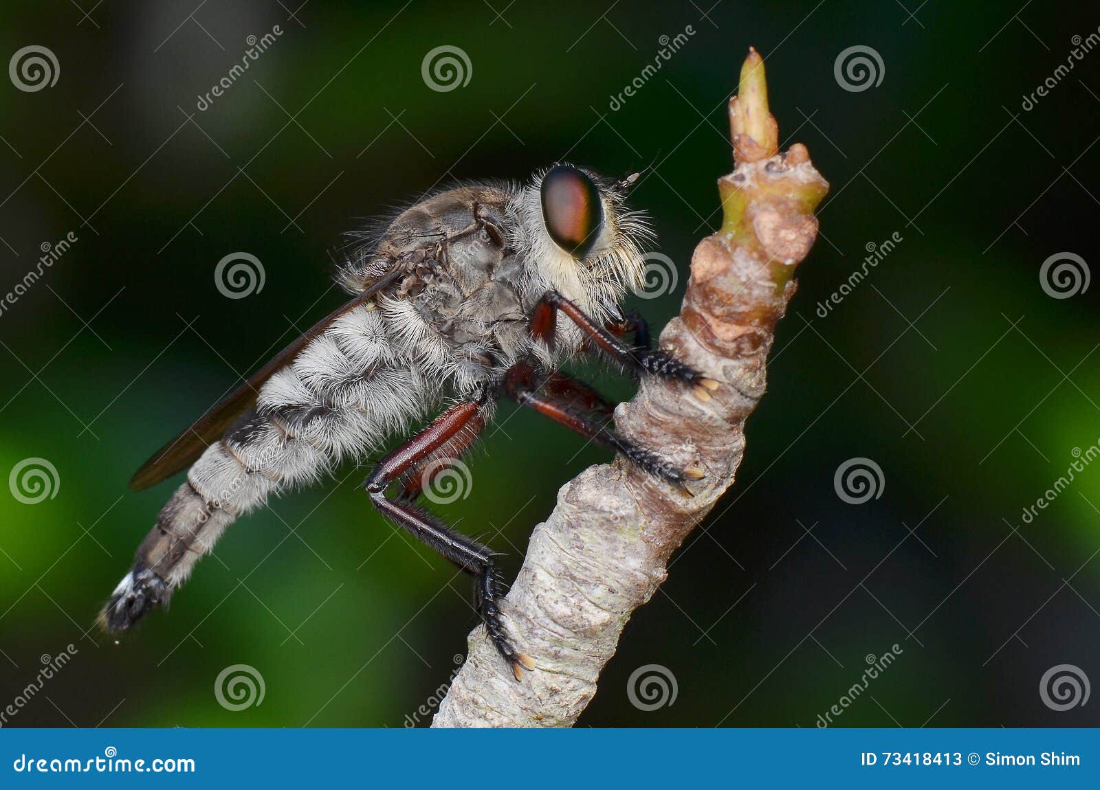 stock image. Image of creature, nature, wing, wildlife - 73418413