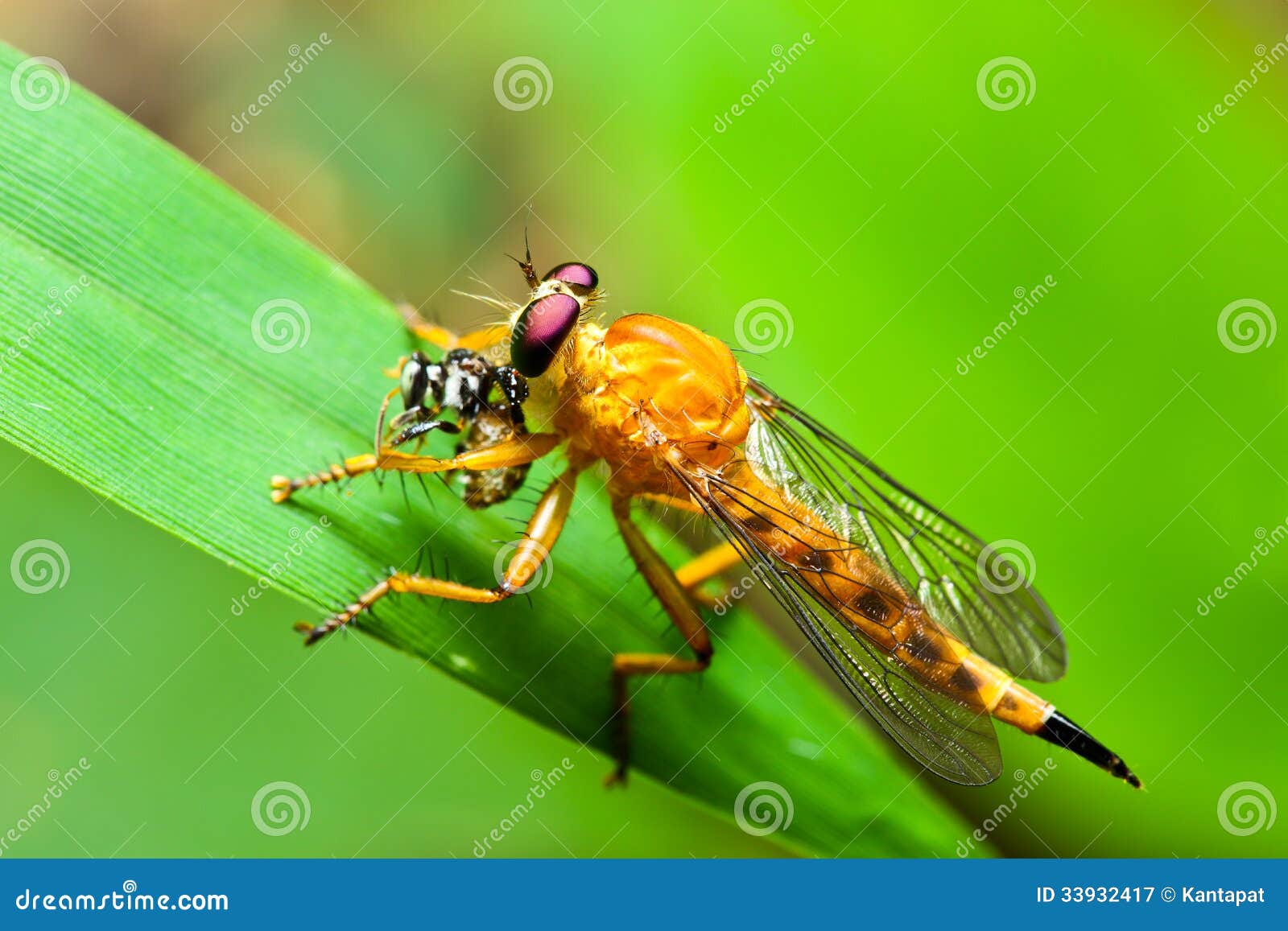 Robber fly stock image. Image of wildlife, victim, asilidae - 33932417