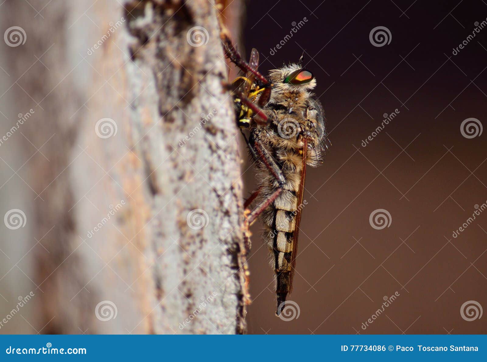 Robber Fly with Wasp Under Its Claws Stock Photo - Image of hunter ...