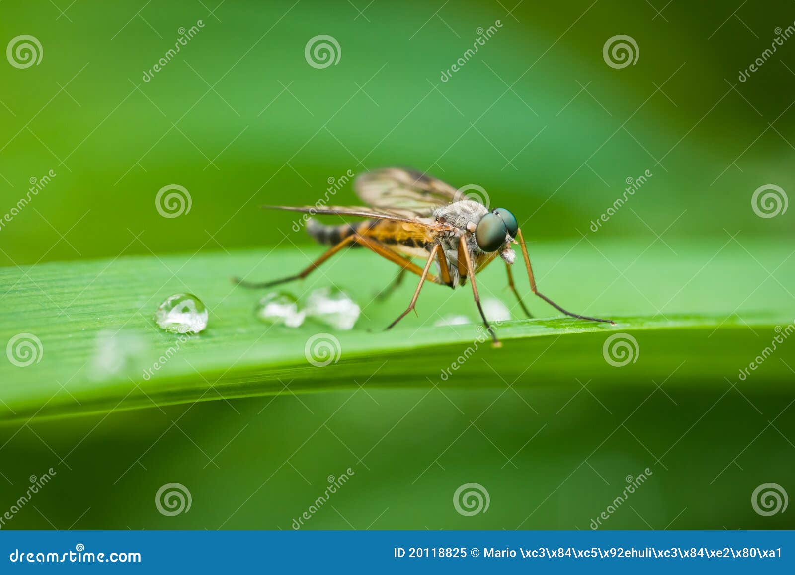 Robber Fly with Water Drops Stock Image - Image of green, asilidae ...