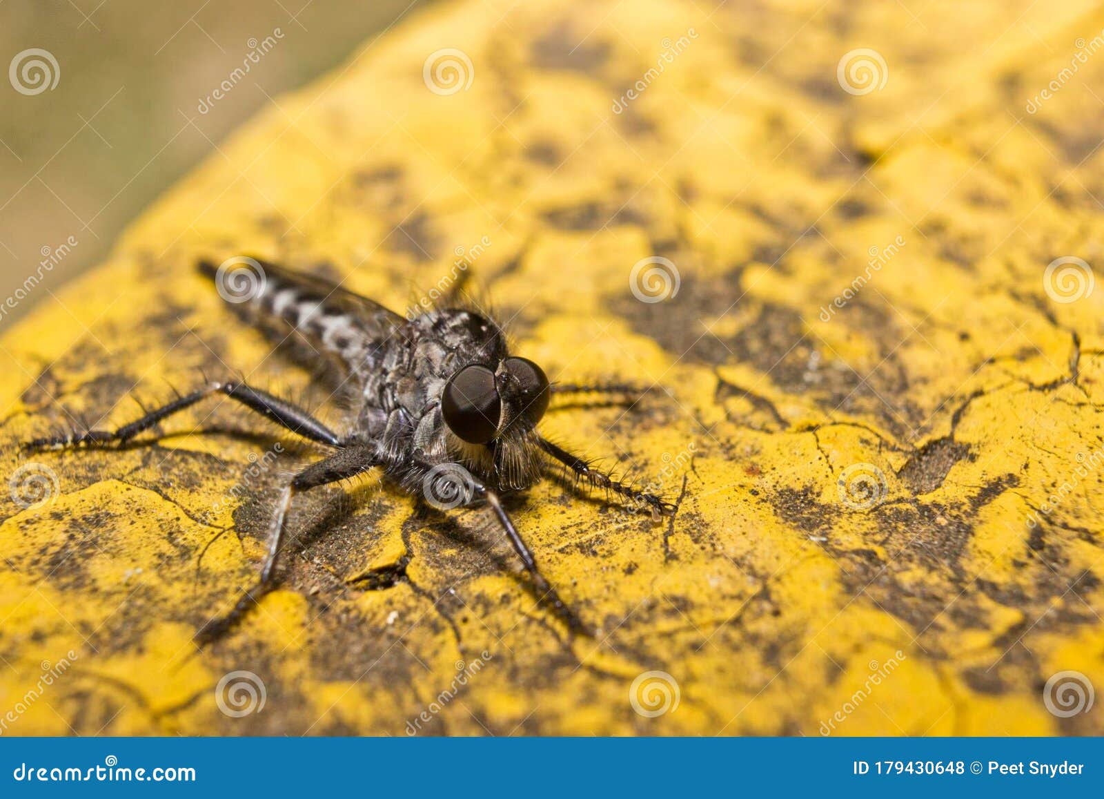 Robber Fly on a Yellow Surface Stock Photo - Image of arthropod, nature ...