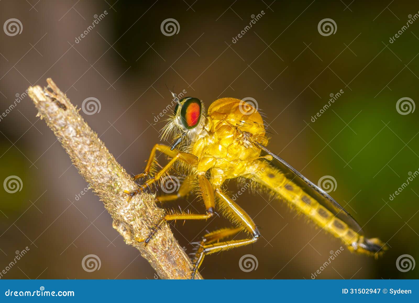 Robber fly stock image. Image of robber, antenna, nature - 31502947