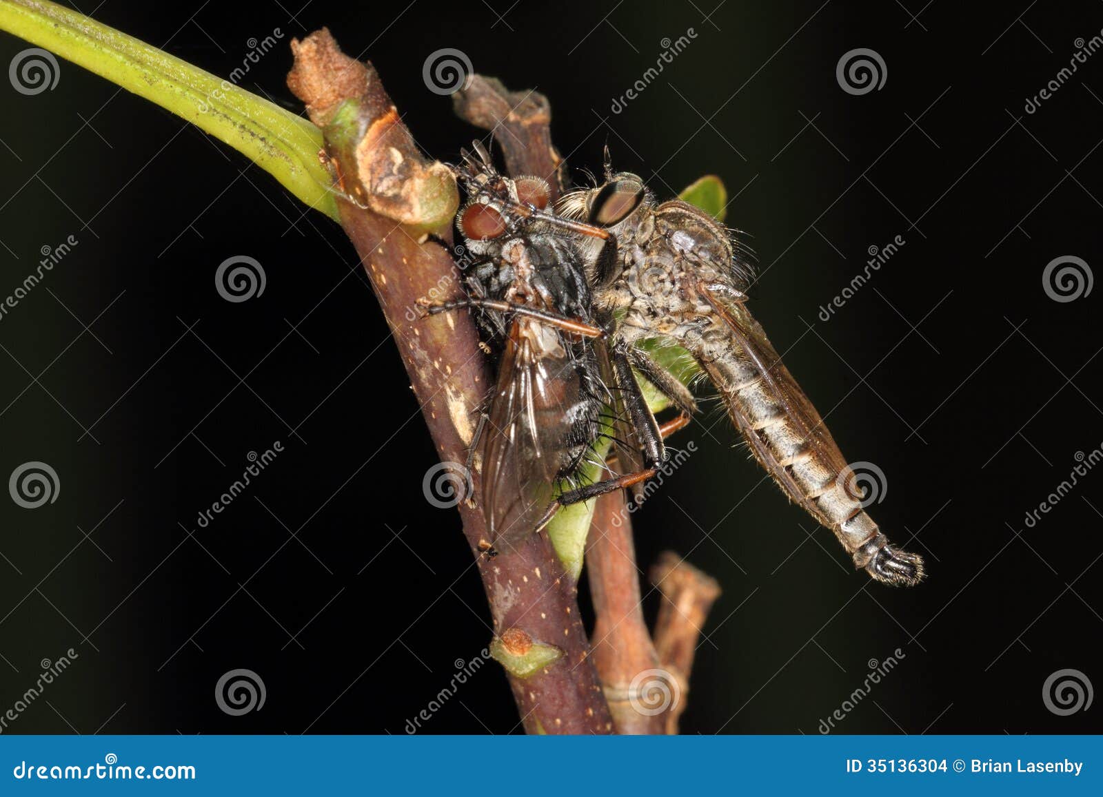 Robberfly Eating Another Fly Stock Photo - Image of summer, capture ...