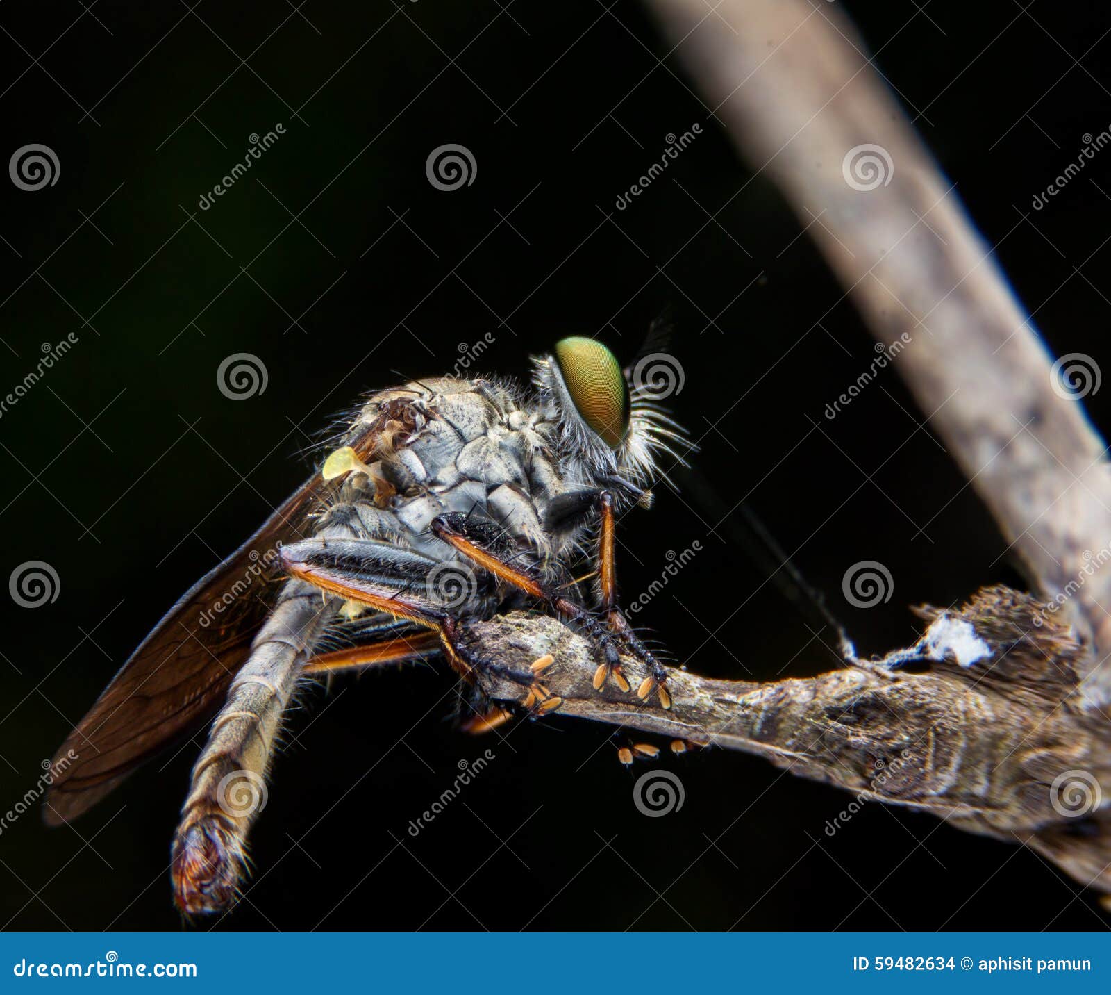 Robberfly stock photo. Image of reprints, supermacro - 59482634