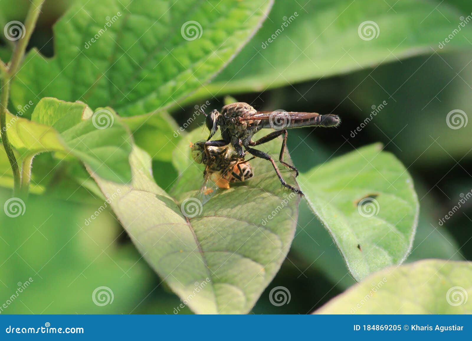 Robberfly Fasting Insect Predator Fly Stock Image - Image of predator ...