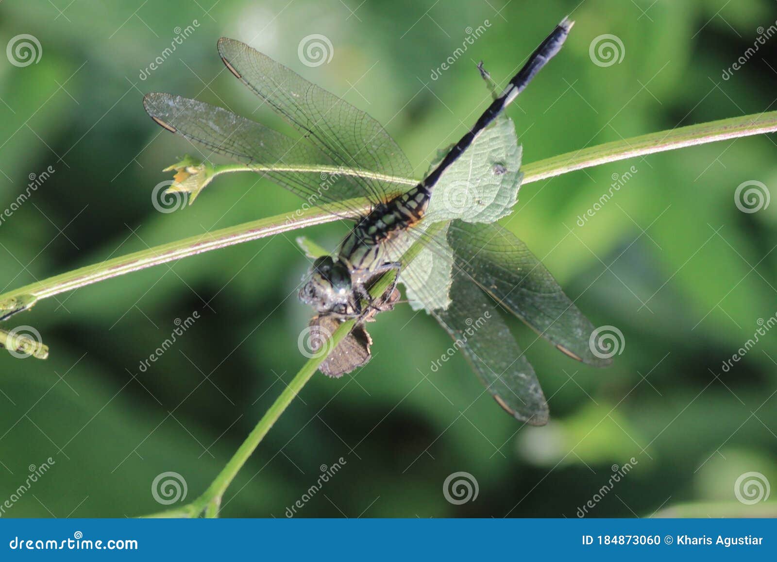 Robberfly Fasting Insect Predator Fly Stock Photo - Image of predator ...