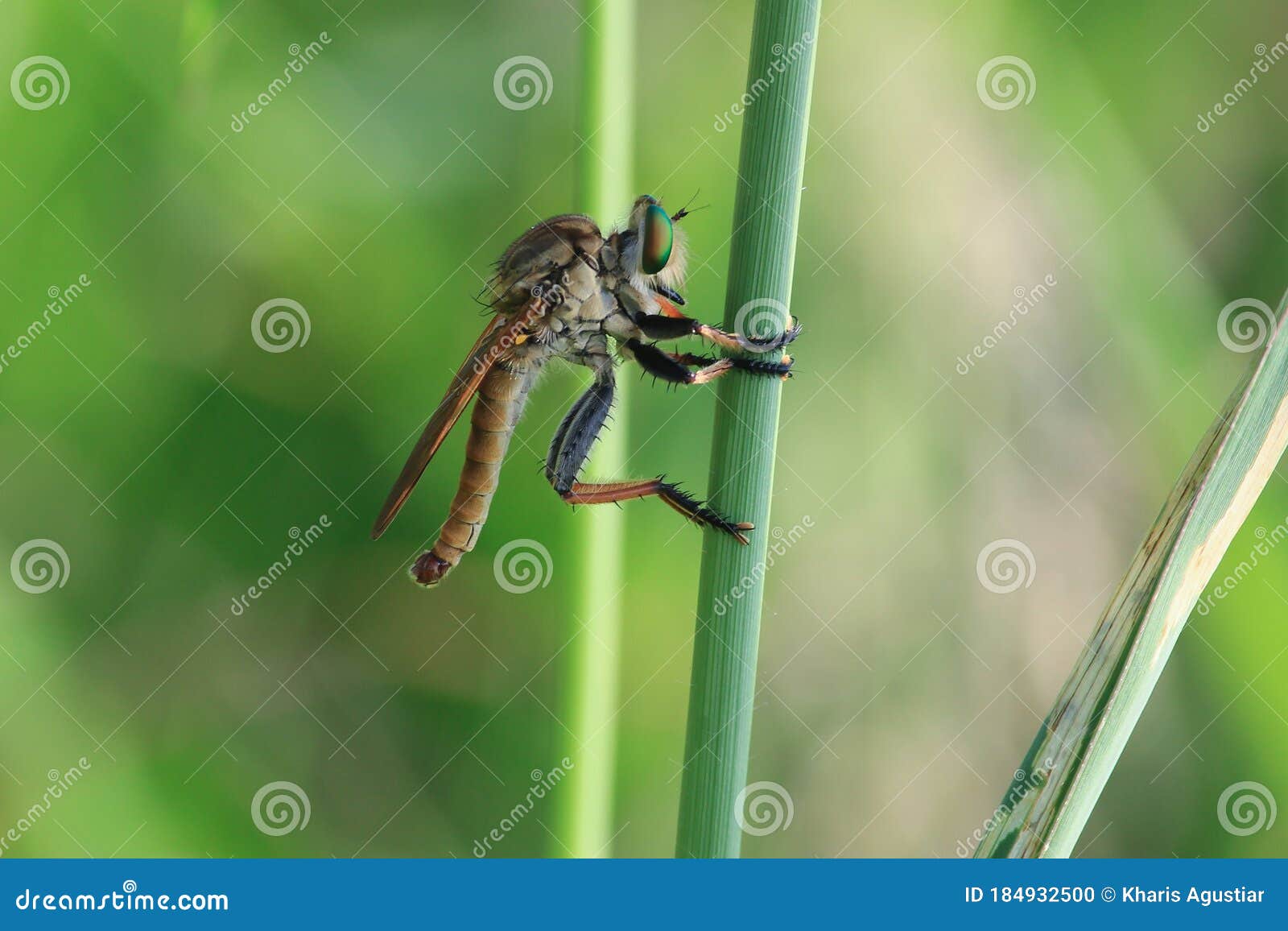 Robberfly Fasting Insect Predator Fly Stock Photo - Image of predator ...
