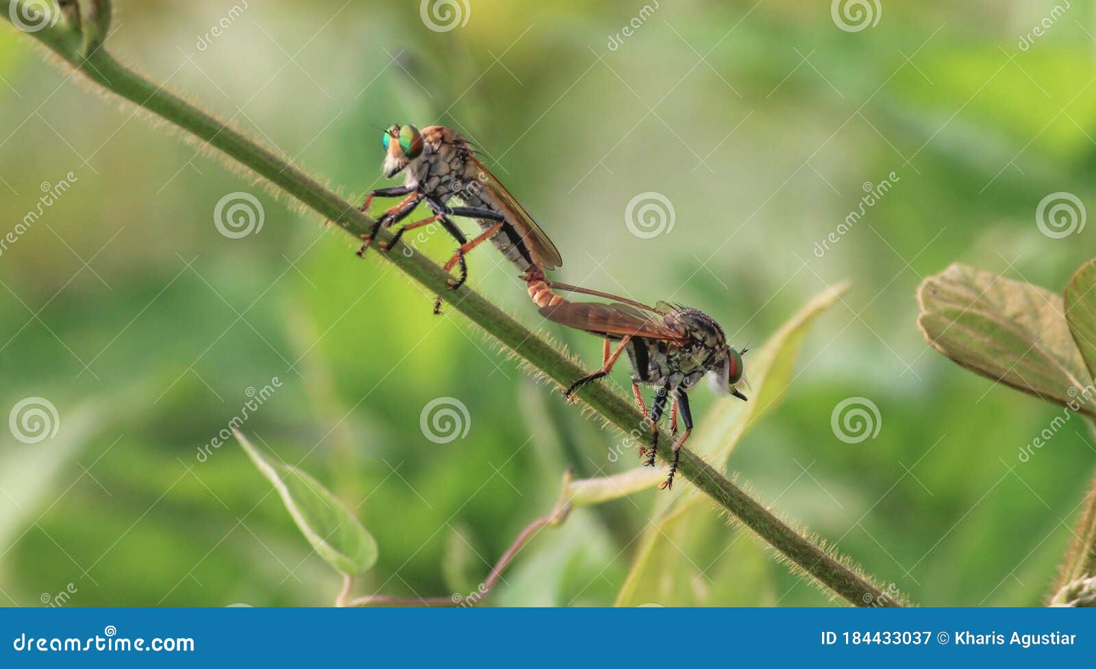 Robberfly Insect are Mating at Leaf Garden Stock Image - Image of ...