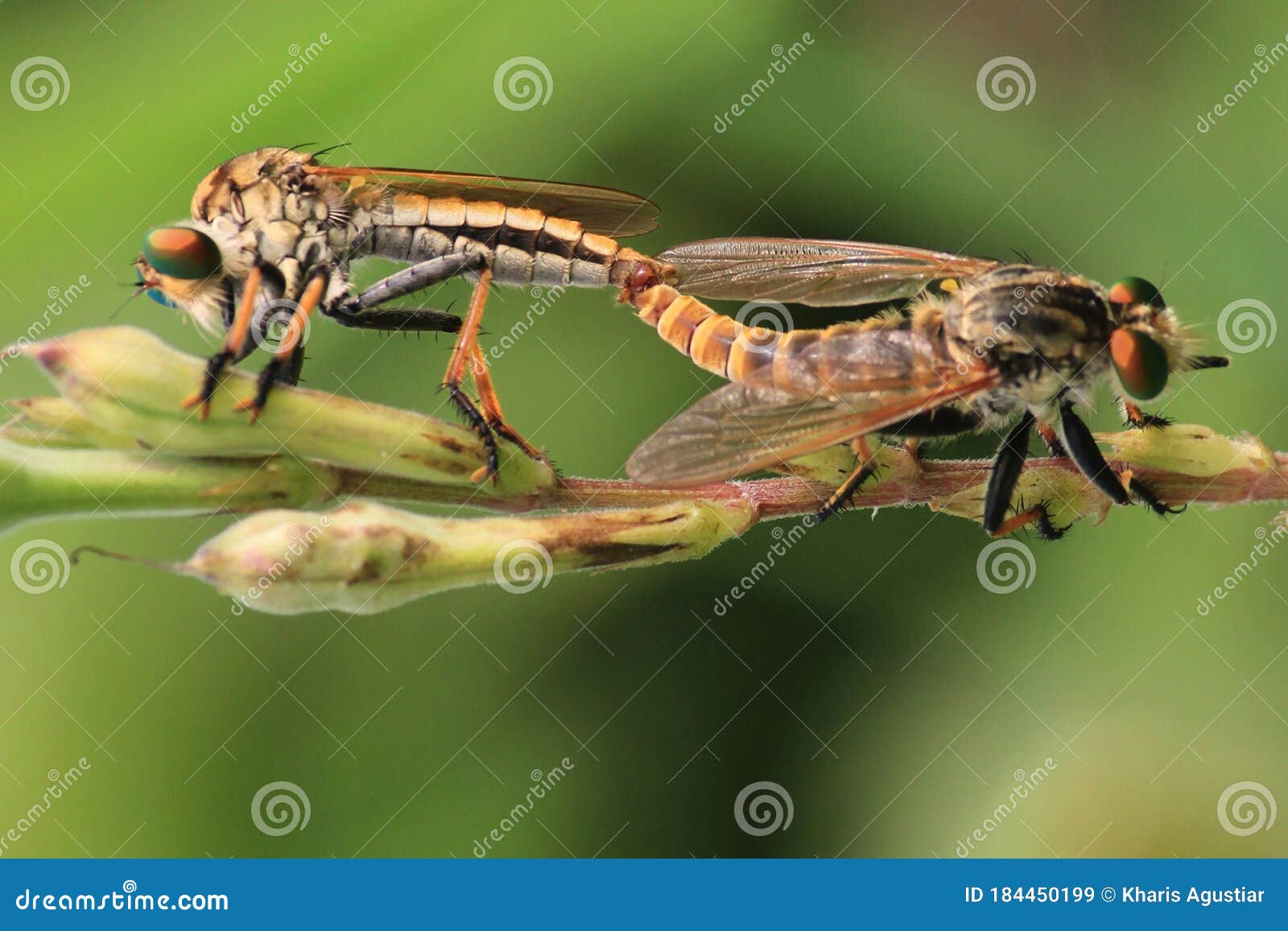 Robberfly Insects are Mating on Leaf Stock Image - Image of wing ...