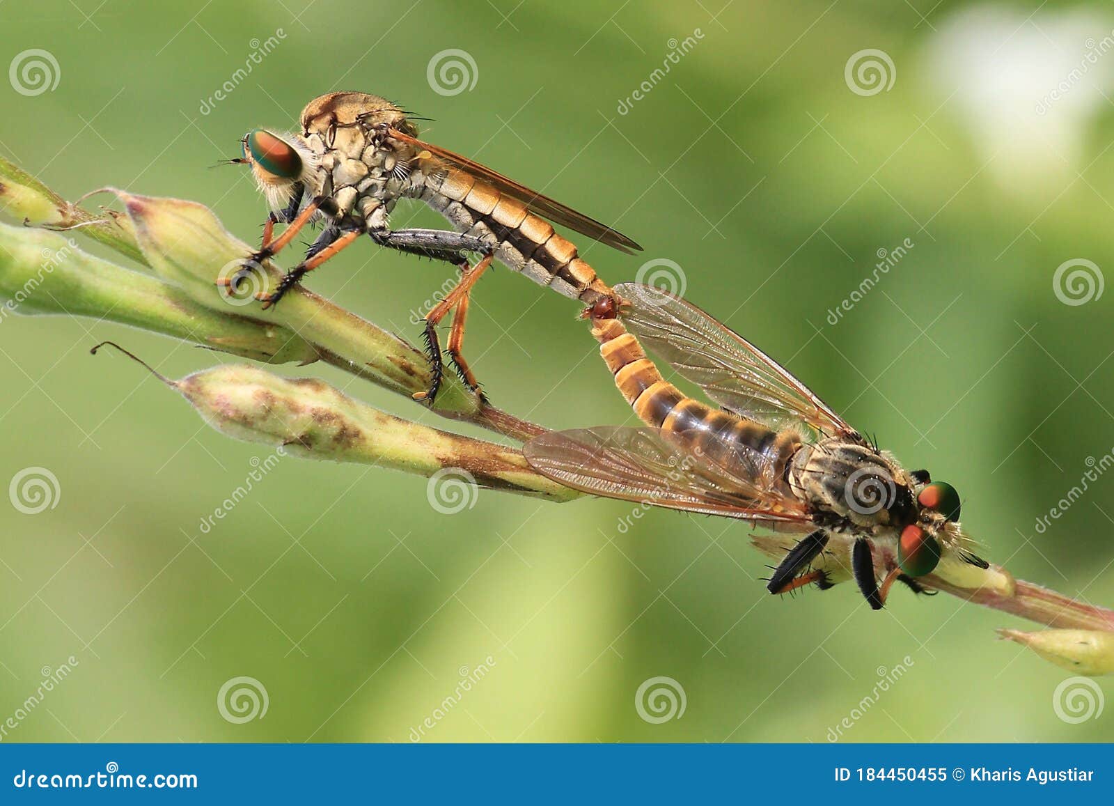 Robberfly Insects are Mating on Leaf Stock Image - Image of insects ...