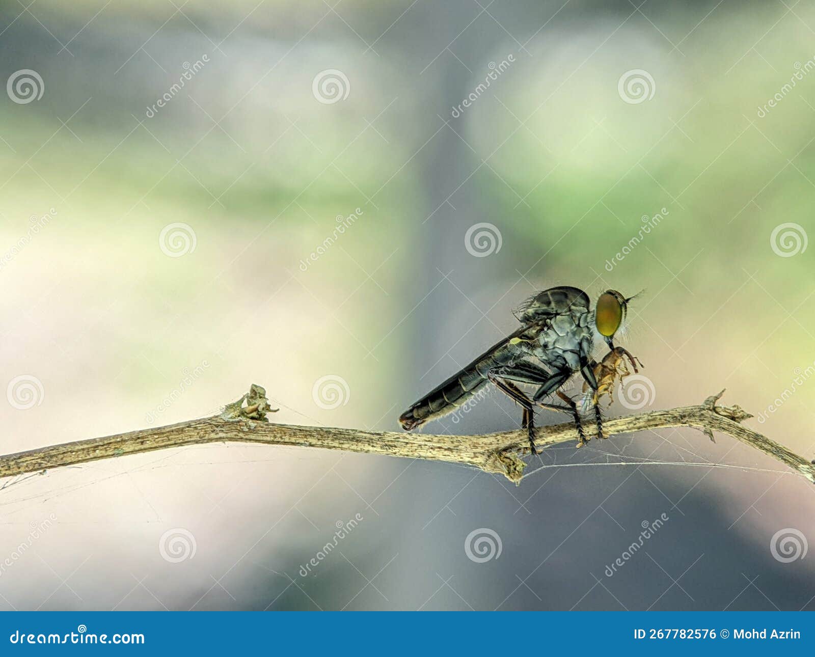 Robberfly with Kill. the Asilidae are the Robber Fly Family Stock Photo ...