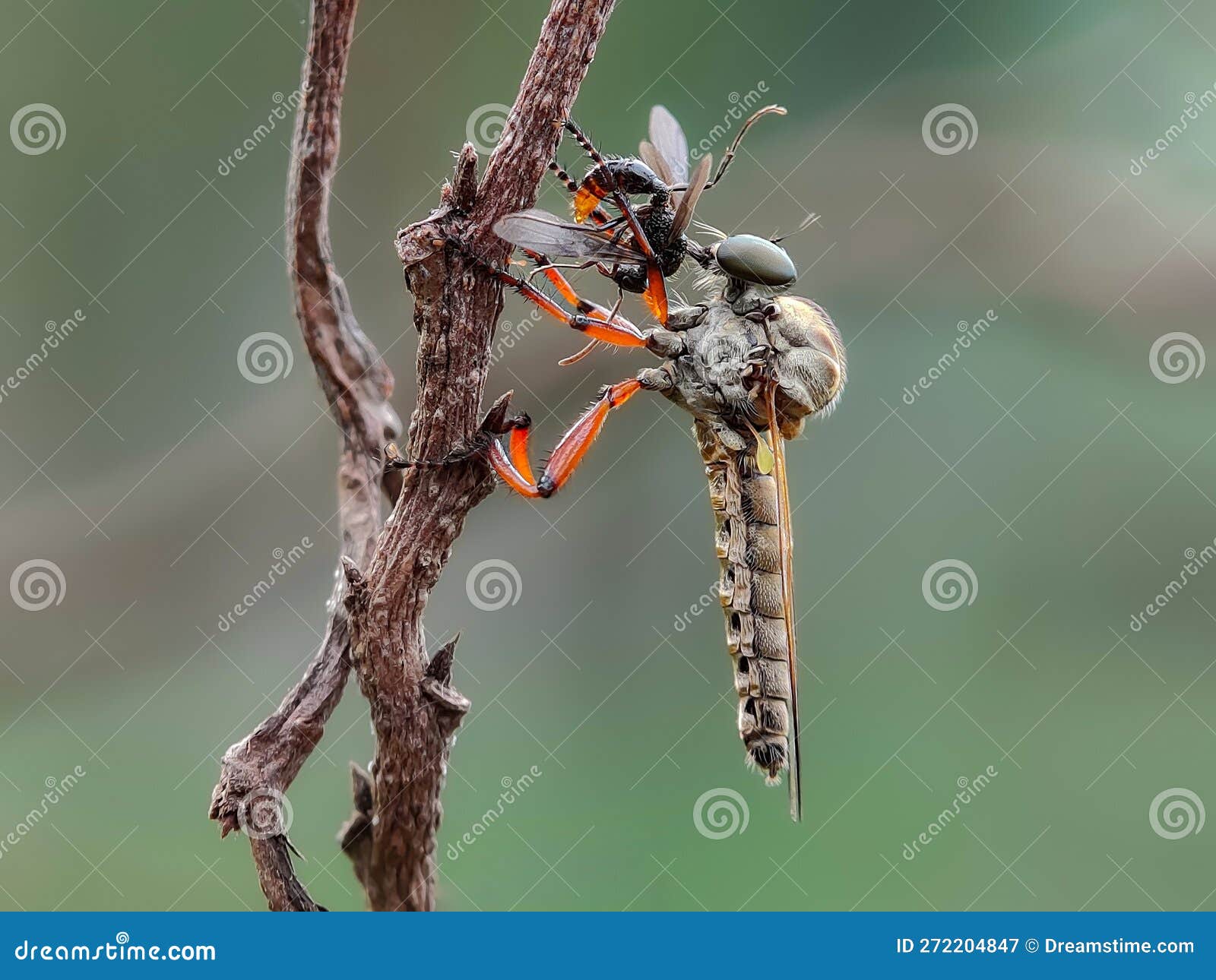 ROBBERFLY with PREY stock image. Image of animal, wing - 272204847