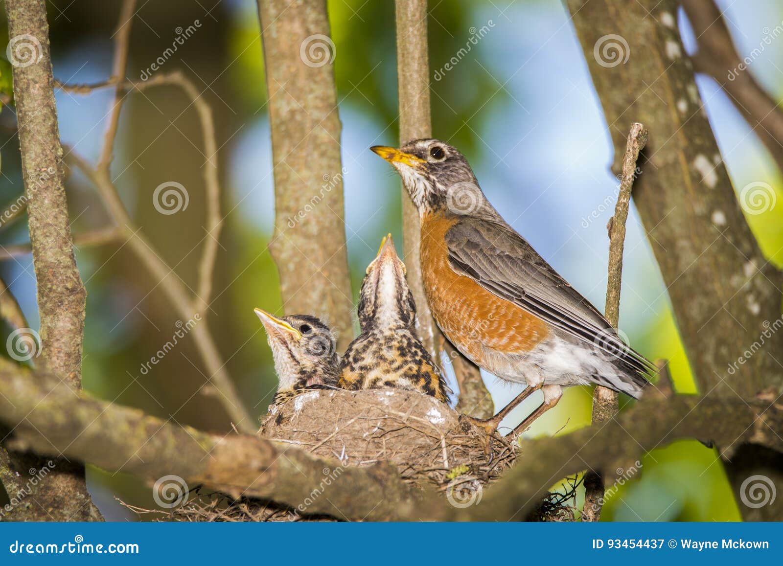 Robbin Bird,nest,baby Birds,tree,limb, Stock Image - Image of animal ...