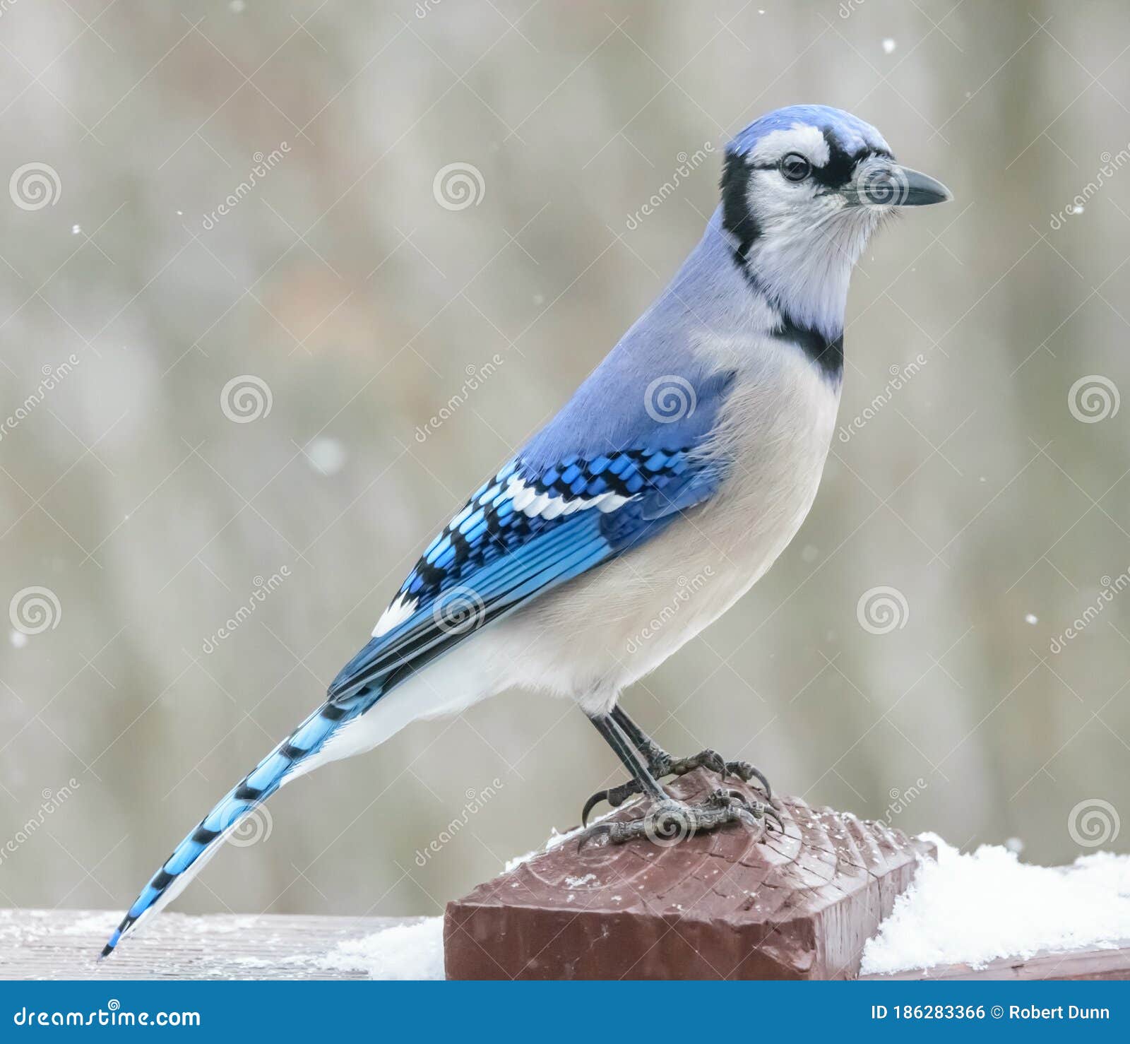 Beautiful Colorful Kentucky`s Blue Jay Bird in Winter Perching on Deck ...