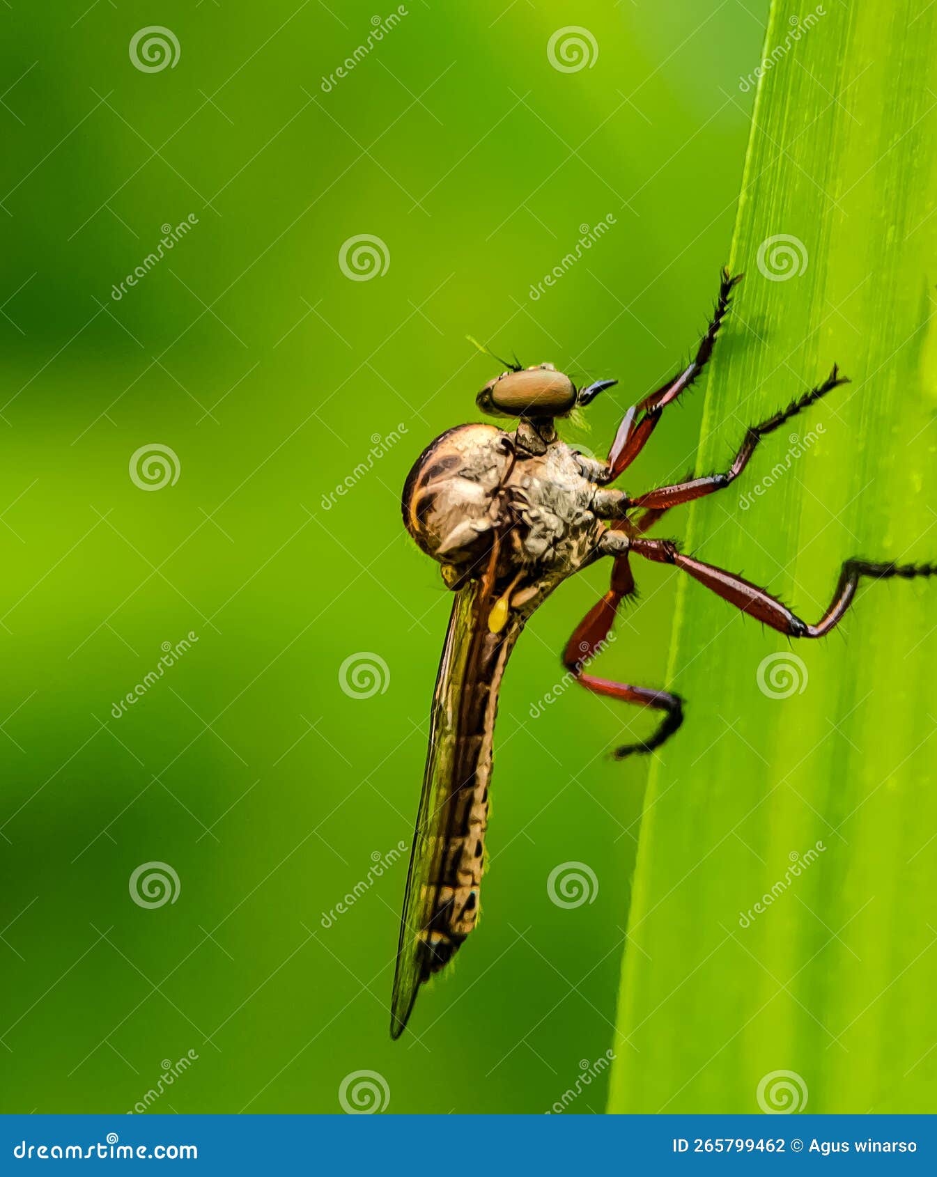 Robertfly waiting for prey stock photo. Image of prey - 265799462