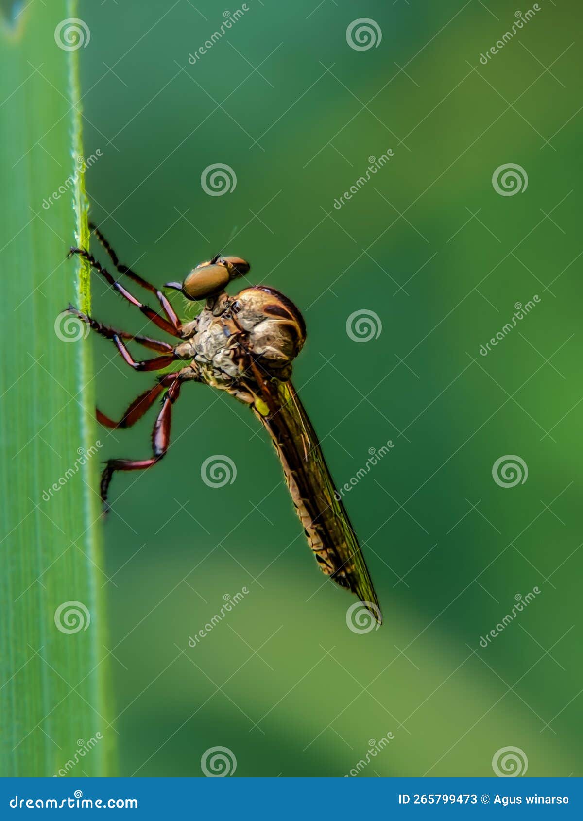 Robertfly Stock Photos - Free & Royalty-Free Stock Photos from Dreamstime