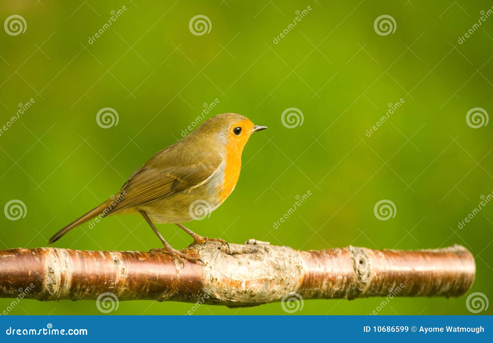 Robin Name Lettering Tinsels Vector Illustration | CartoonDealer.com ...