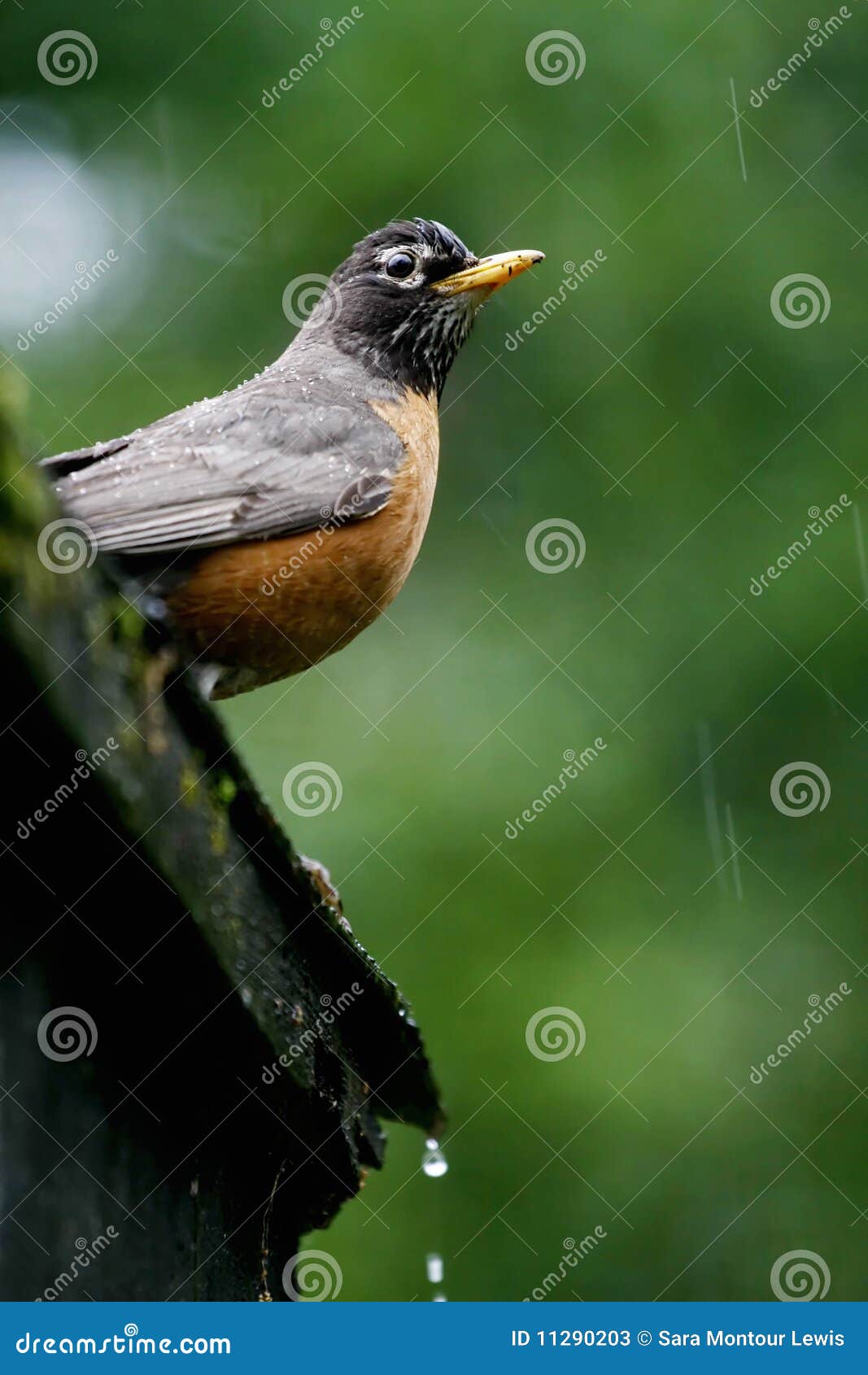 Robin stock image. Image of bird, beak, robin, nature - 11290203