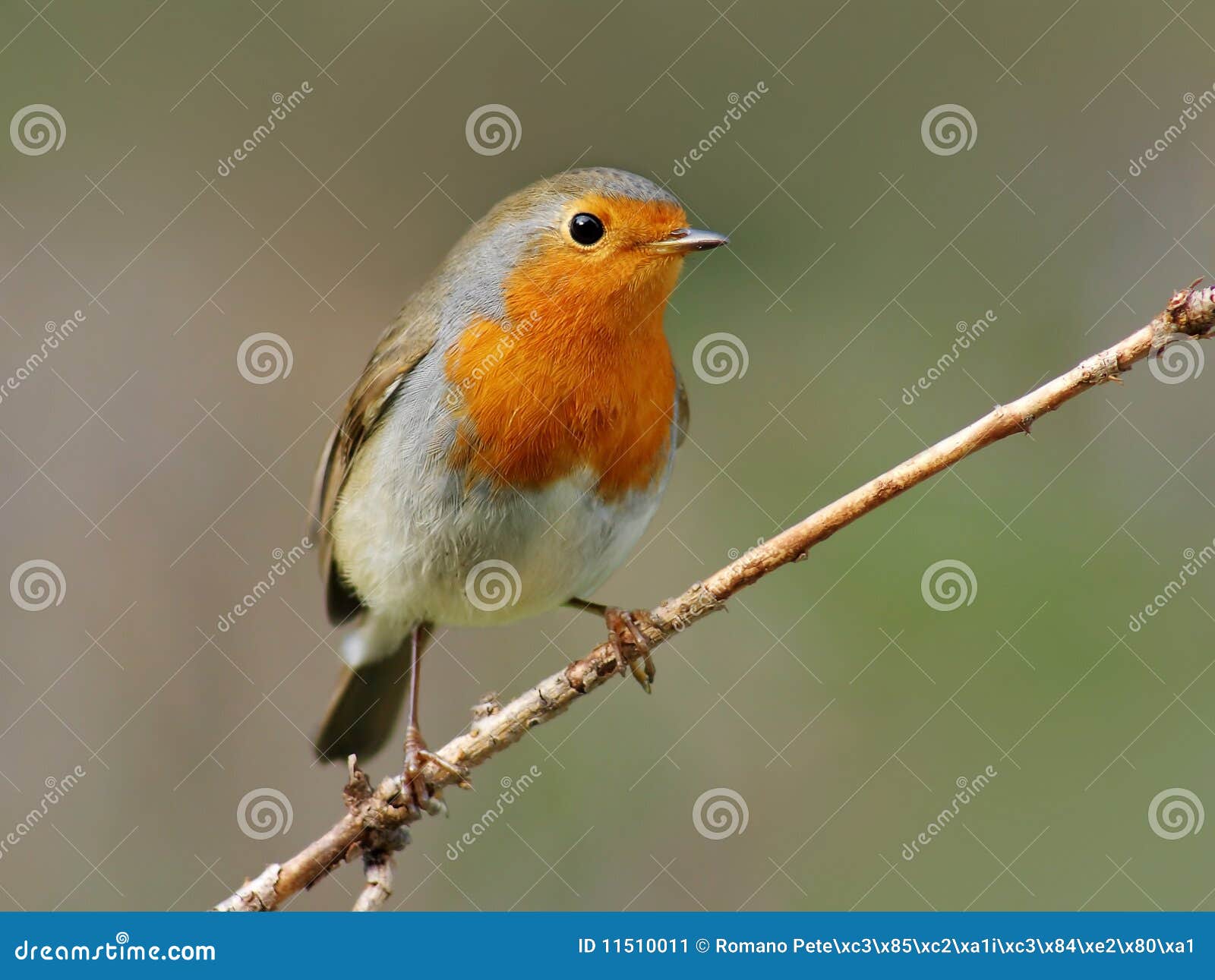 Robin stock image. Image of wildlife, woods, ornithology - 11510011