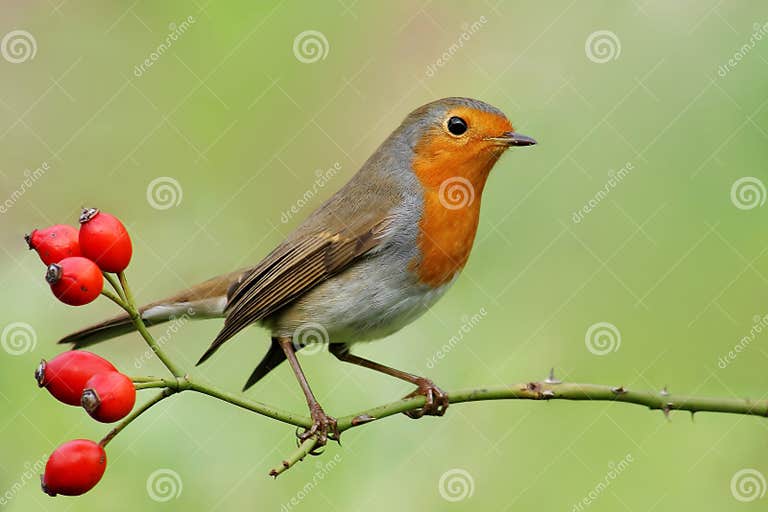 Robin stock image. Image of colorful, sharp, interesting - 12417503