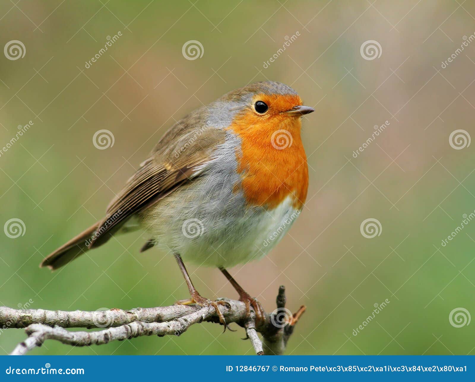 Robin stock image. Image of robin, colorful, small, gray - 12846767