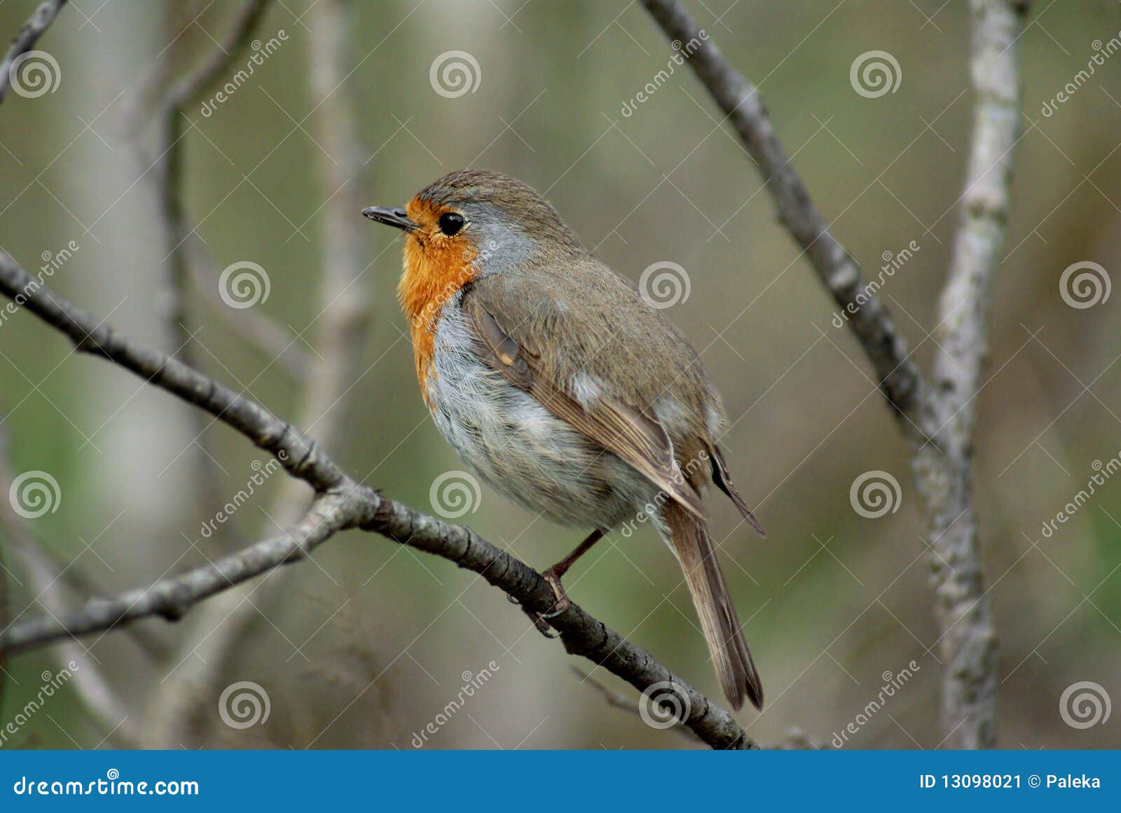 Robin stock image. Image of dream, animal, finch, siesta - 13098021