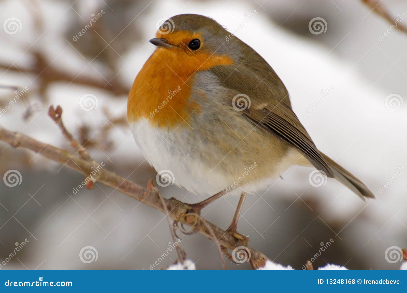 Robin stock photo. Image of nature, scene, urban, waiting - 13248168