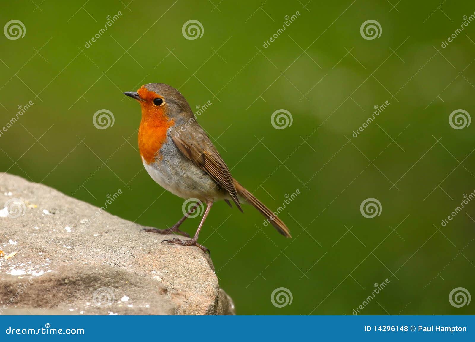 A Robin stock photo. Image of bird, wildlife, beak, feathers - 14296148
