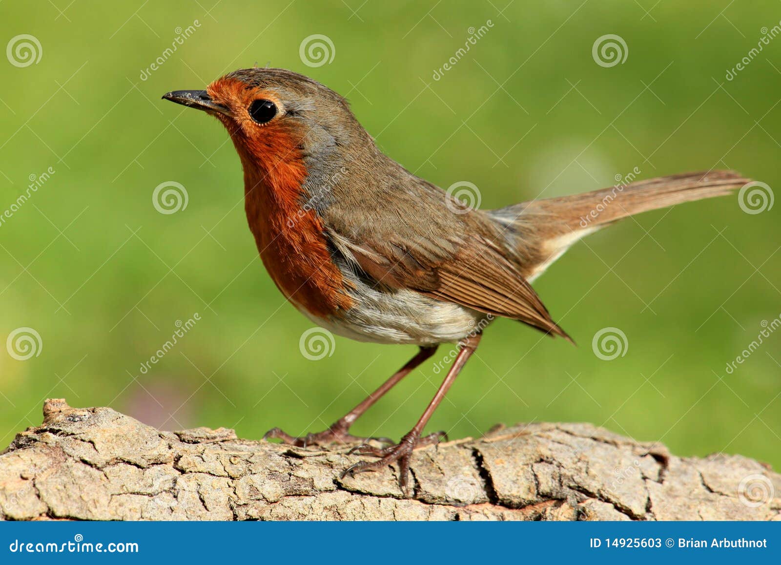 Robin stock image. Image of birds, feather, side, feathers - 14925603