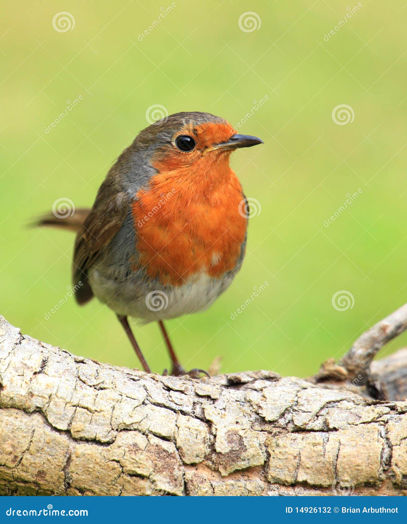 Robin stock photo. Image of robins, wildlife, nature - 14926132