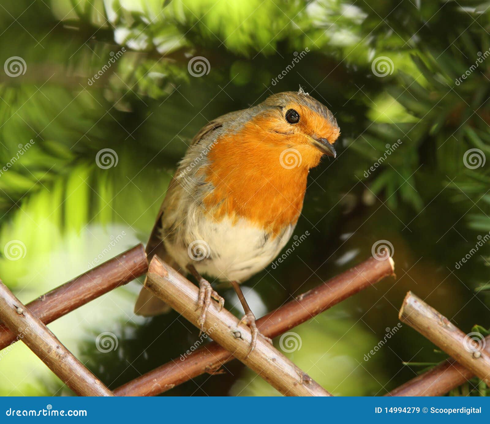 Robin stock image. Image of garden, animal, beauty, seasonal - 14994279